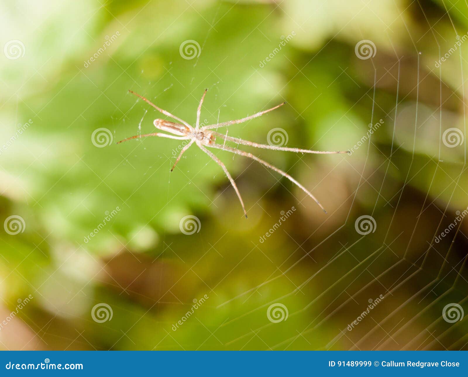 A Menacing and Thing Spider Sitting Resting on Its Web Outside M Stock ...