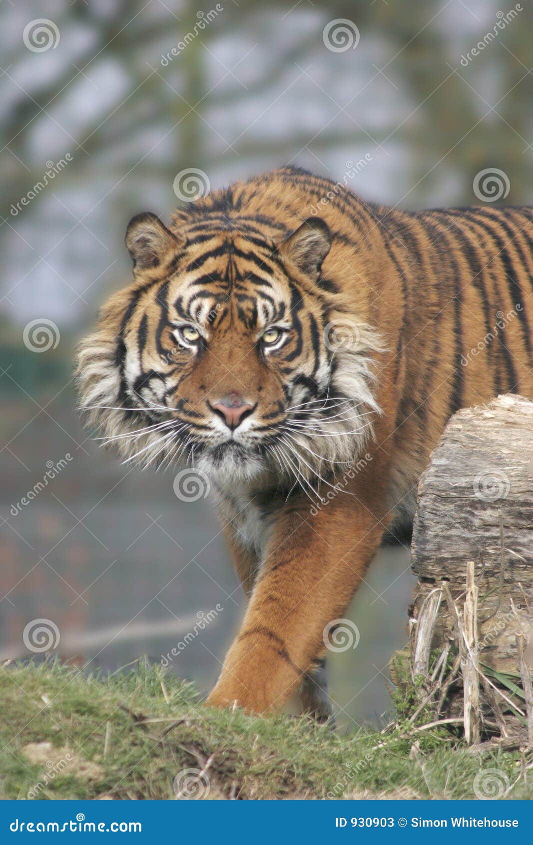 Angry White Tiger Underwater