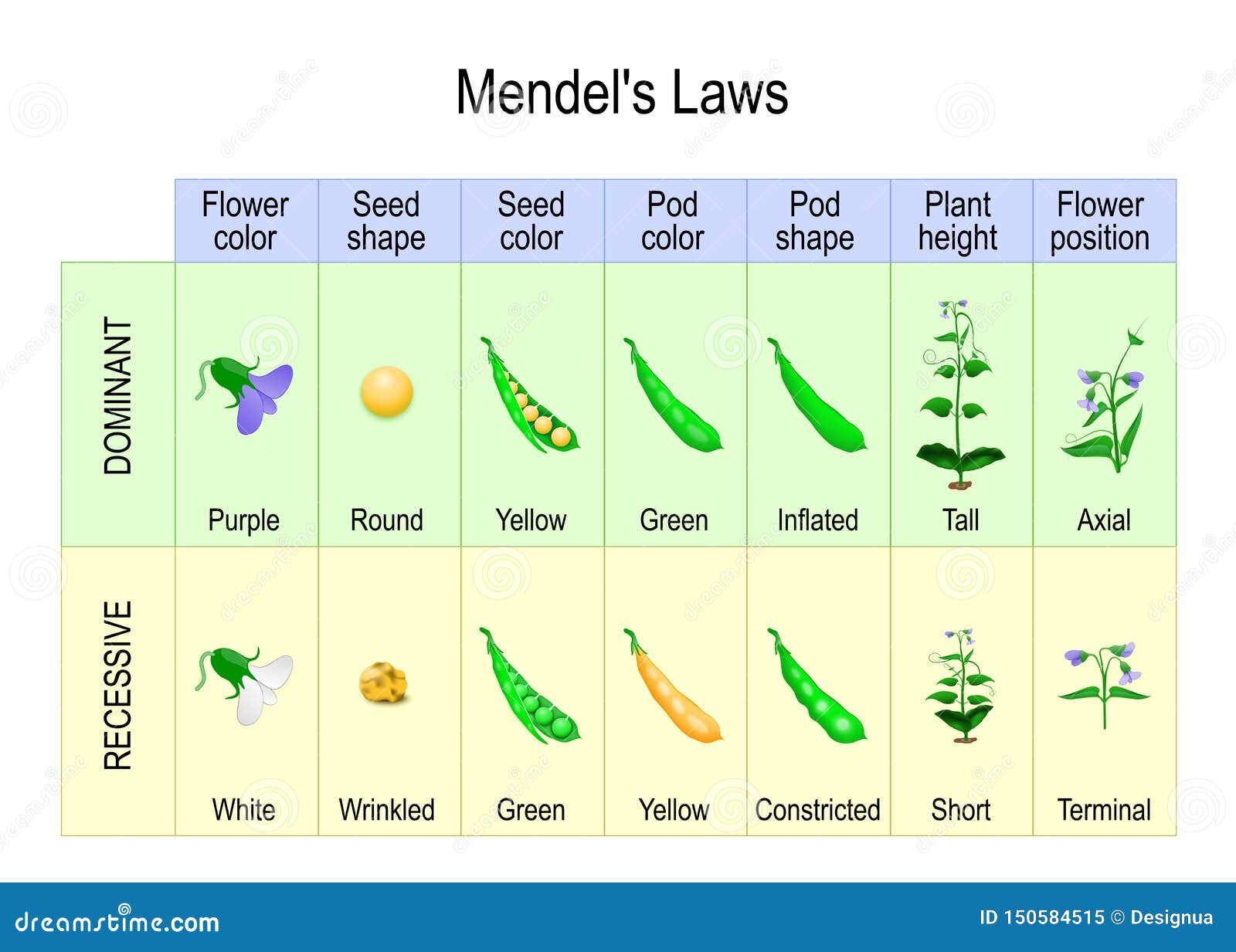 Mendel’s Experiment. Biological Inheritance Stock Vector ... Mendel’s Experiment. Biological Inheritance Stock Vector ...