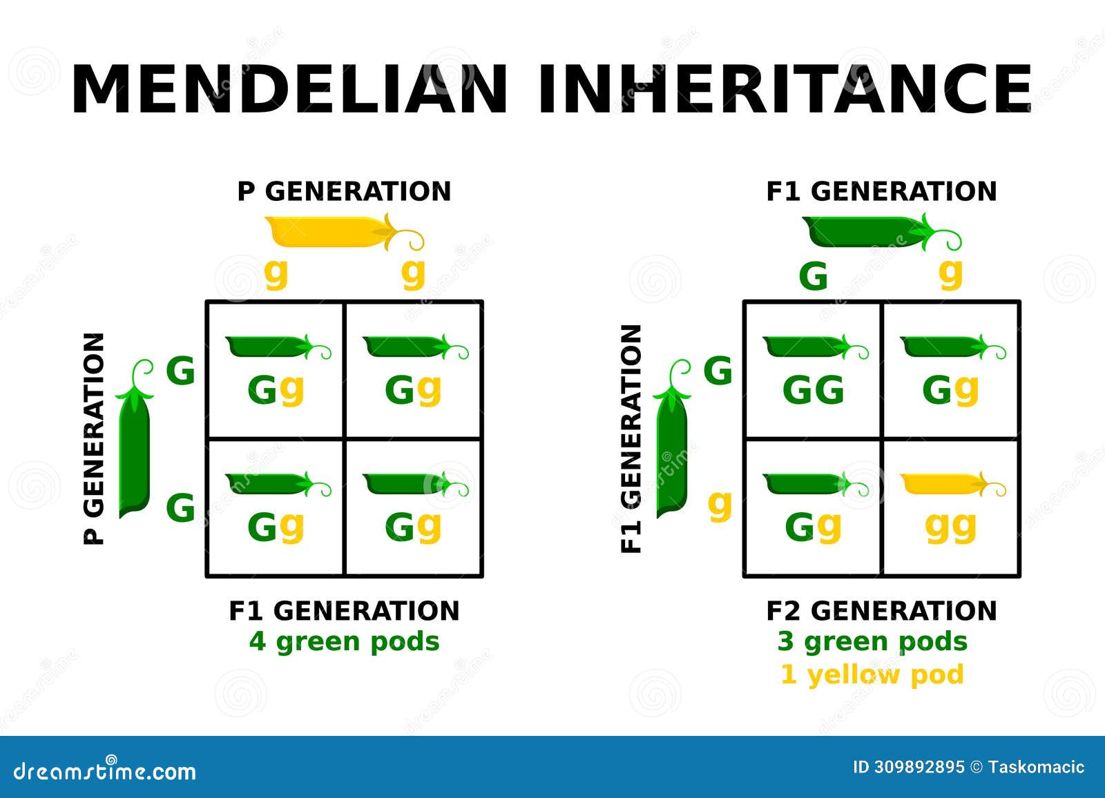 Mendelian Inheritance. Punnett Square. Genetic Cross With Known ... Mendelian Inheritance. Punnett Square. Genetic Cross With Known ...