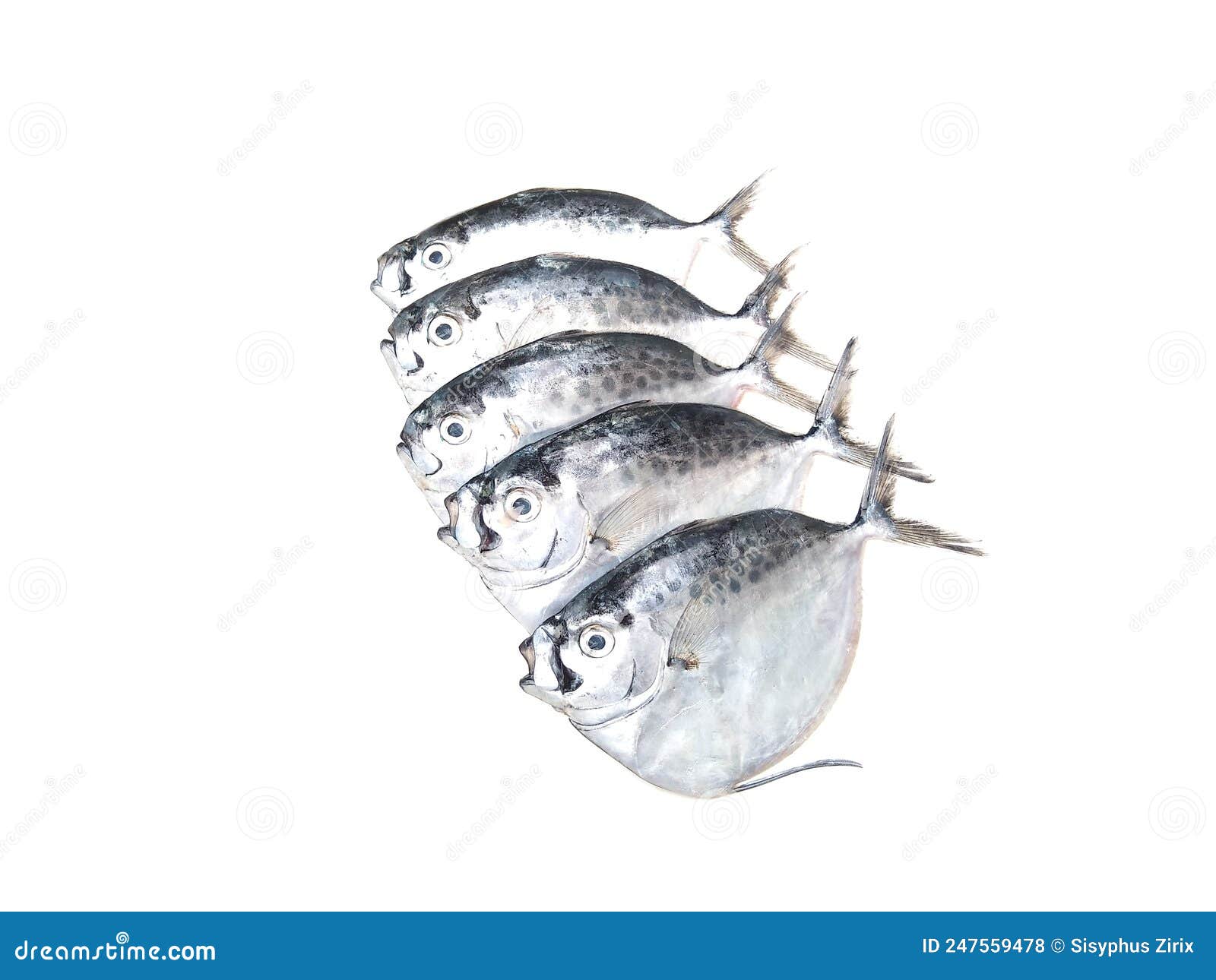 Mene Maculata, Moonfish Isolated on White Background, Selective Focus ...