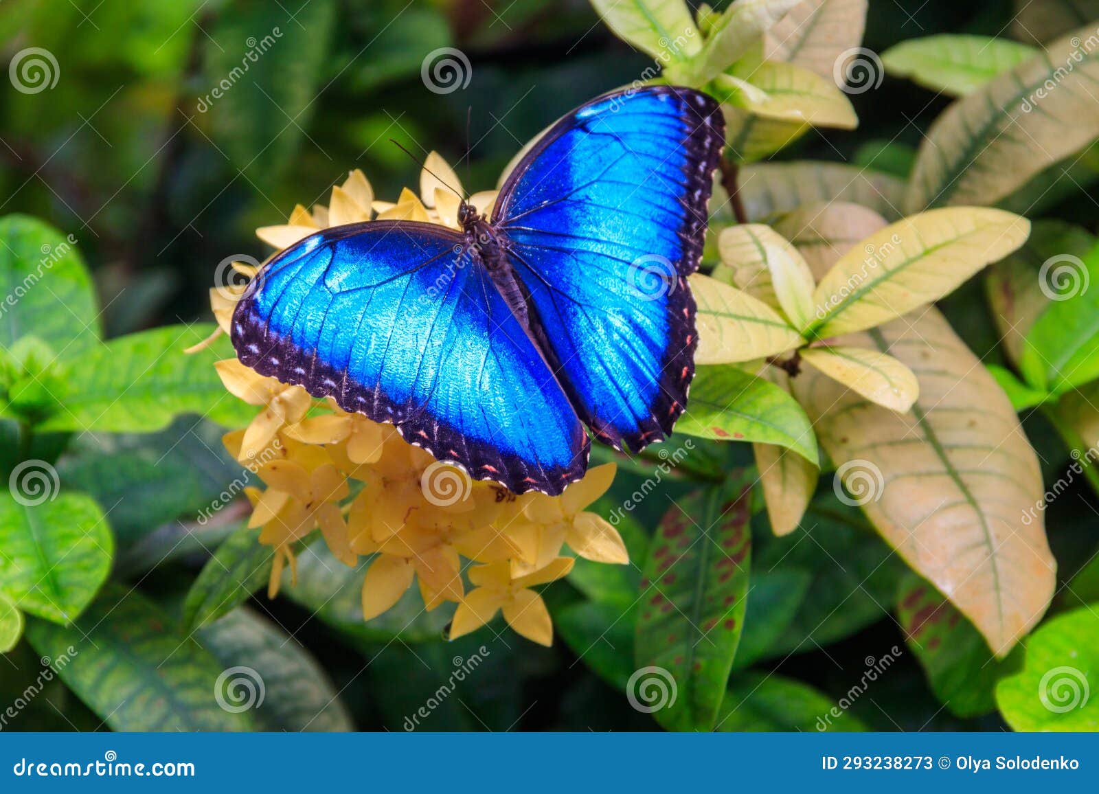 Menelaus Blue Morpho Butterfly (Morpho Menelaus) on Flower Stock Image ...