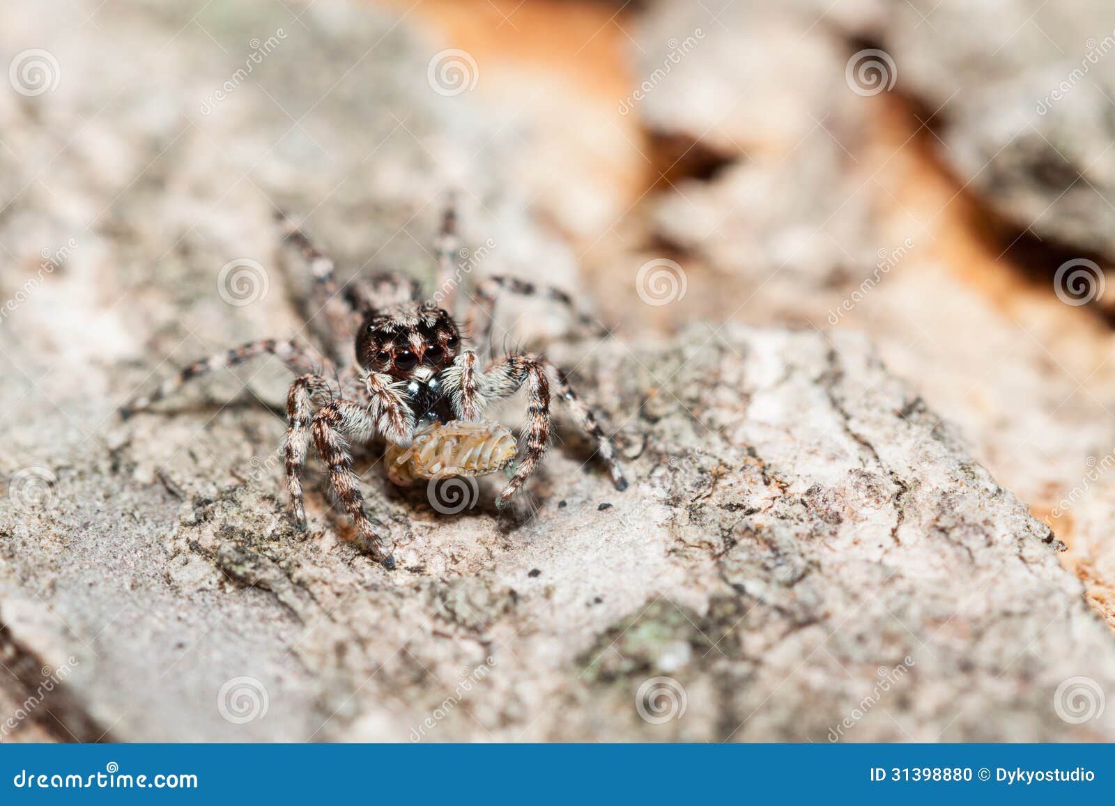 Menemerus-bivittatus Springende Spinne Stockfoto - Bild von tier ...