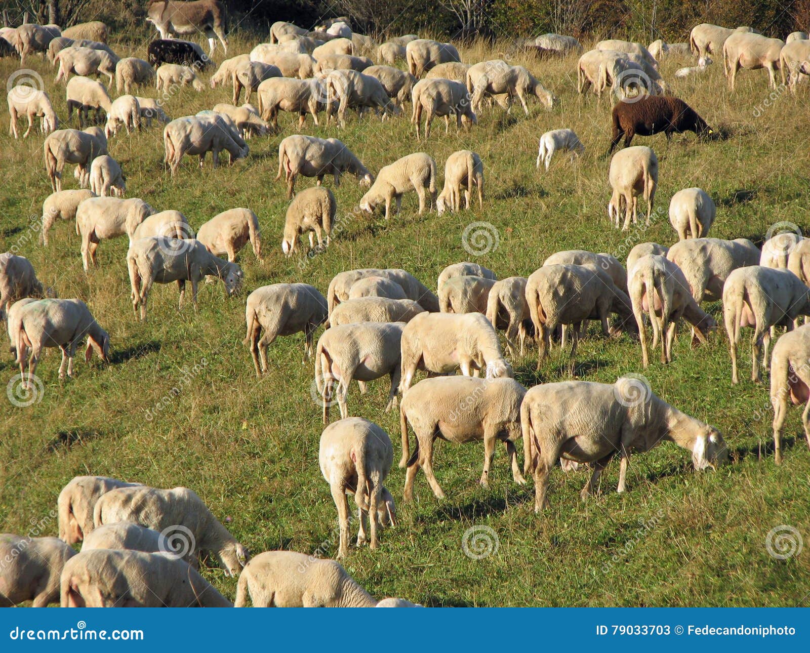 Menge Mit Vielen Weiden Lassenden Schafen Stockbild - Bild von herding ...