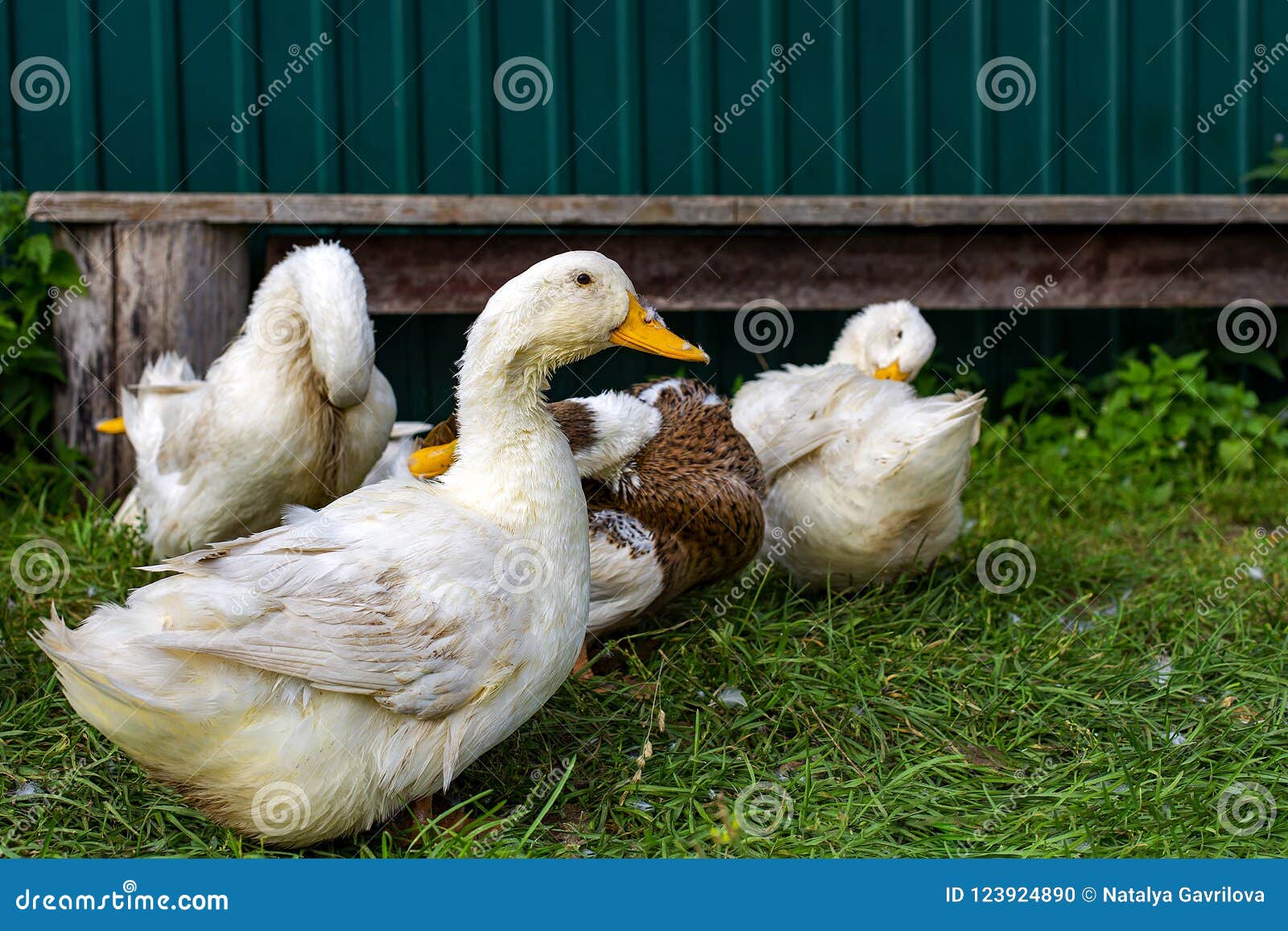 Menge Von Enten Auf Dem Bauernhof Stockfoto - Bild von tier, leben ...