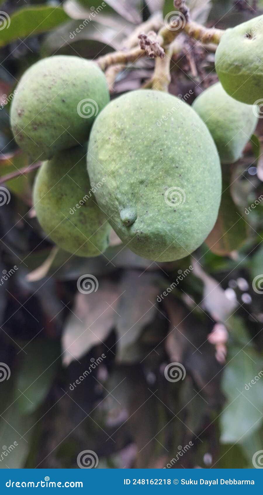 Mengo Green stock photo. Image of leaf, garden, berry - 248162218