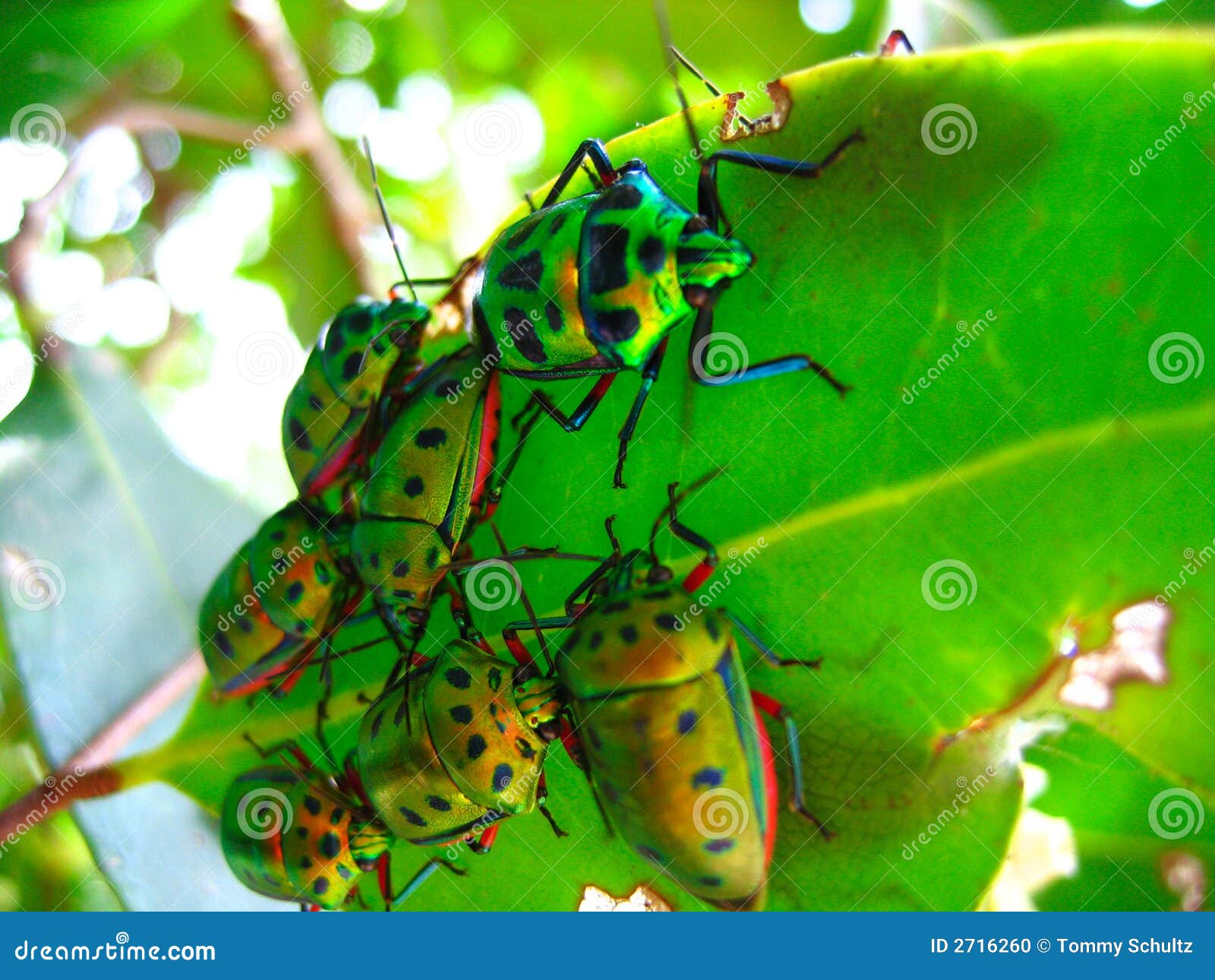 Menigte Van Kevers Op Een Blad Stock Foto - Image of illustratie ...