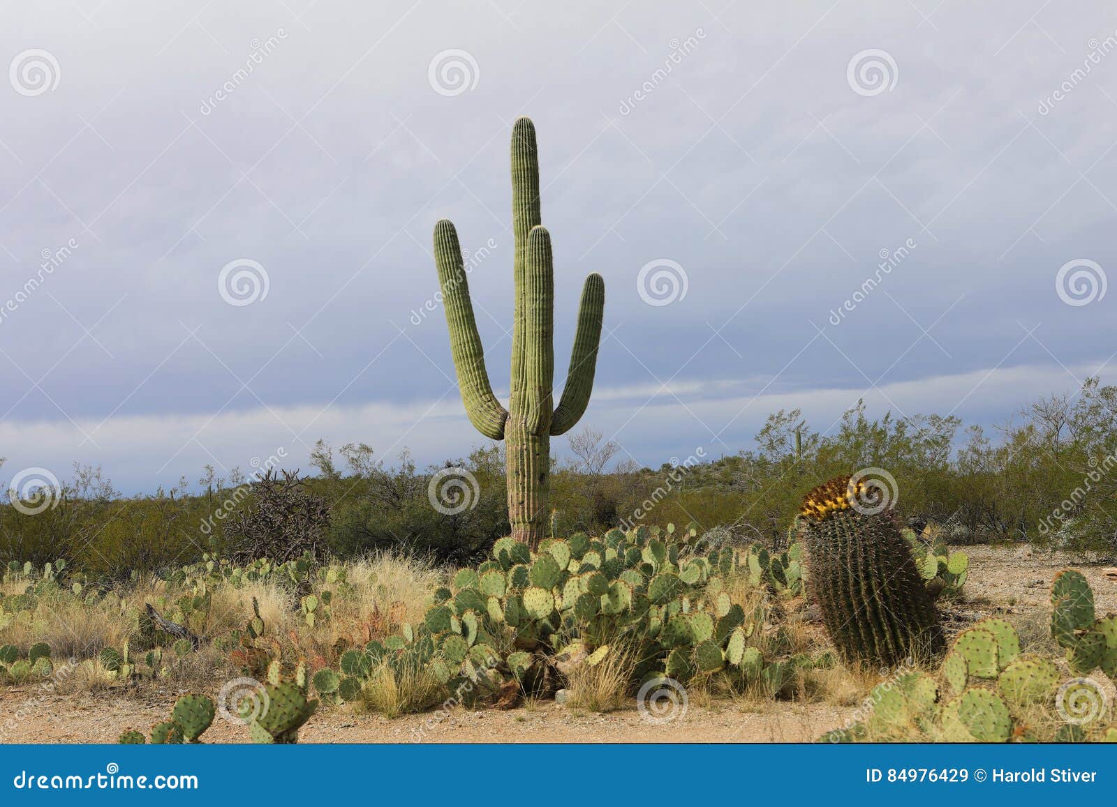 Mening Van De De Sonora-Woestijn En Saguaro-cactus Stock Afbeelding ...