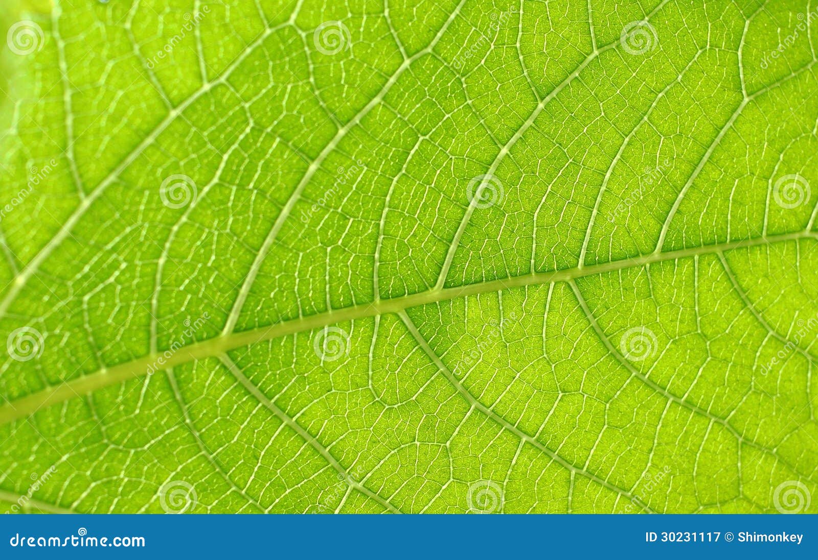 De textuur van het blad stock afbeelding. Image of nave - 30231117