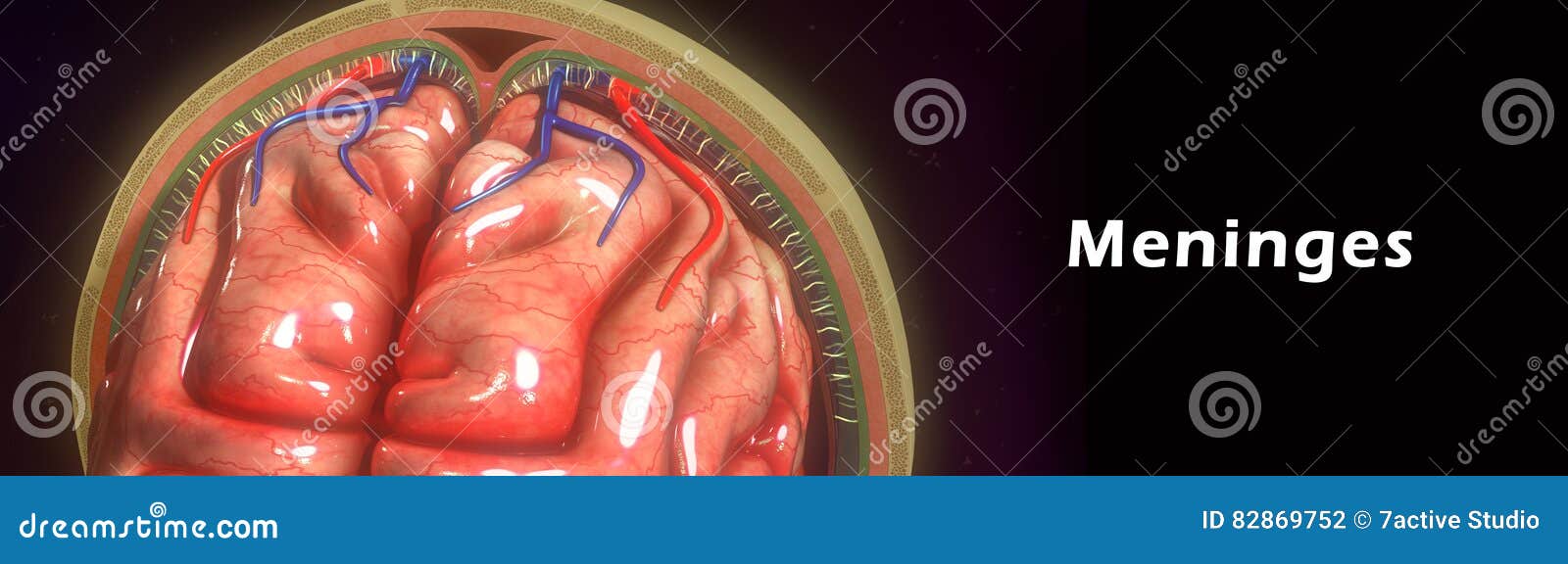 Meninges arkivfoto. Bild av lager, magnum, anatomisk - 82869752