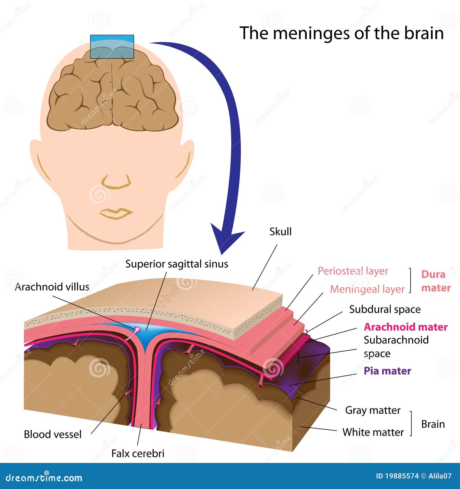 Meninges del cervello illustrazione vettoriale. Illustrazione di ...