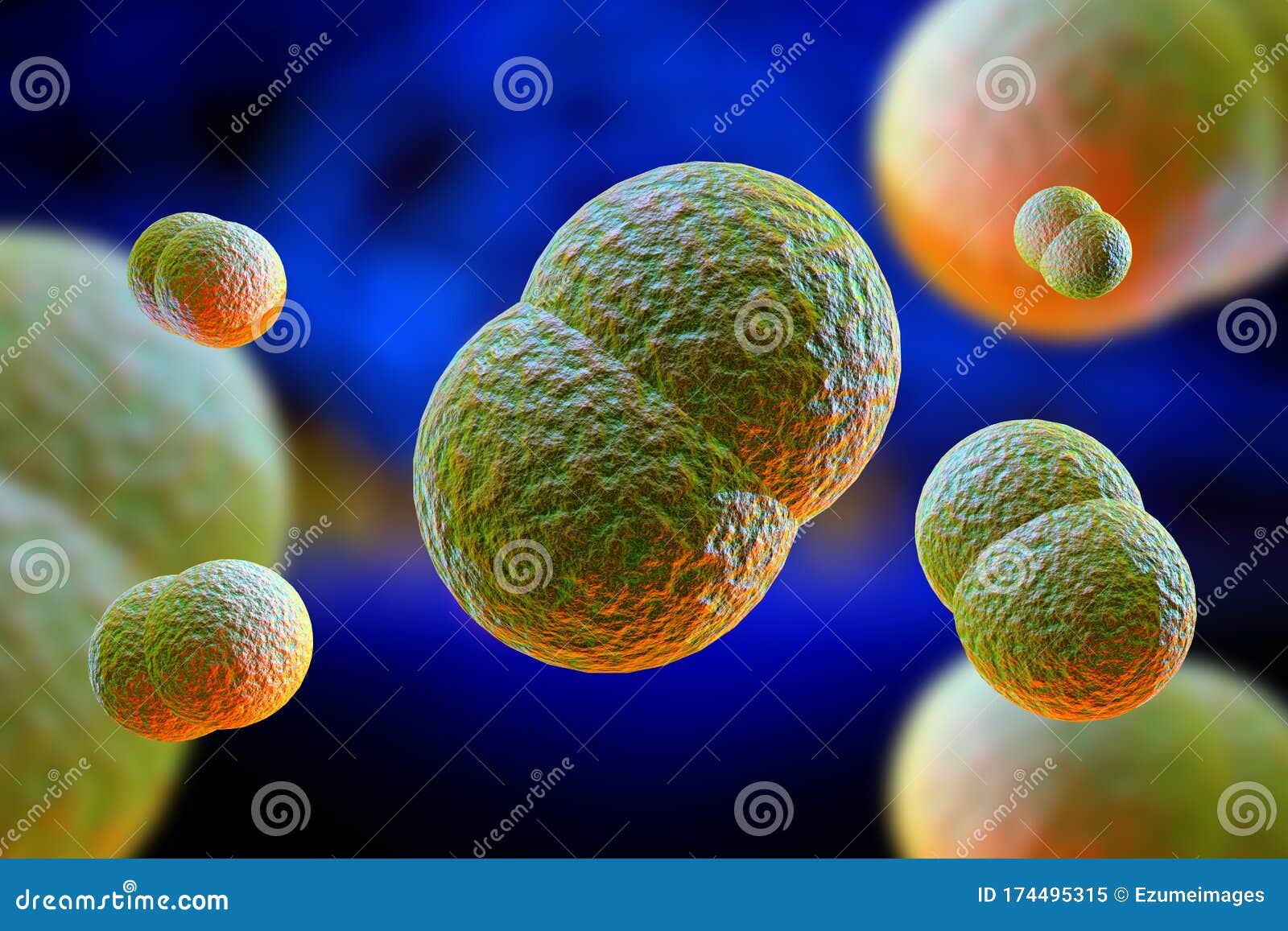 Meningitis Bacteria Infection Royalty-Free Stock Image | CartoonDealer ...
