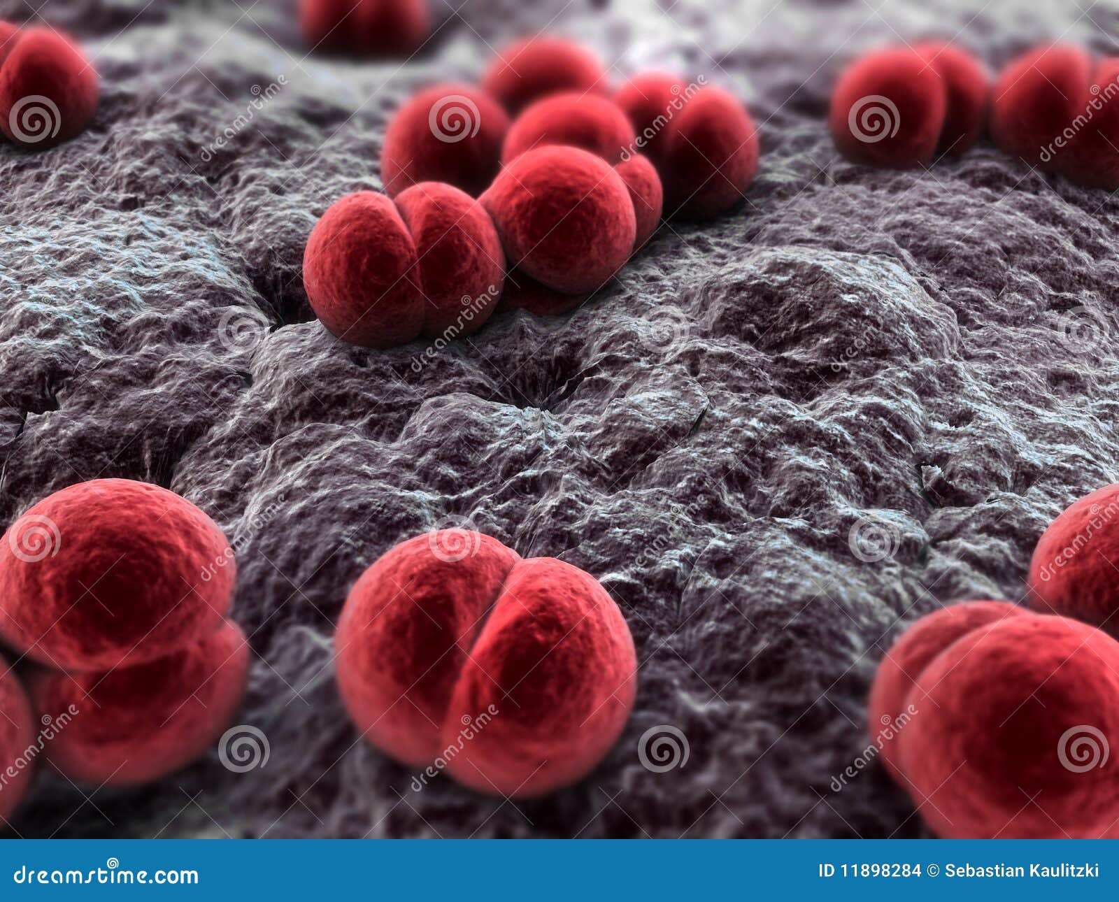 Meningococcus stock illustration. Illustration of biology - 11898284