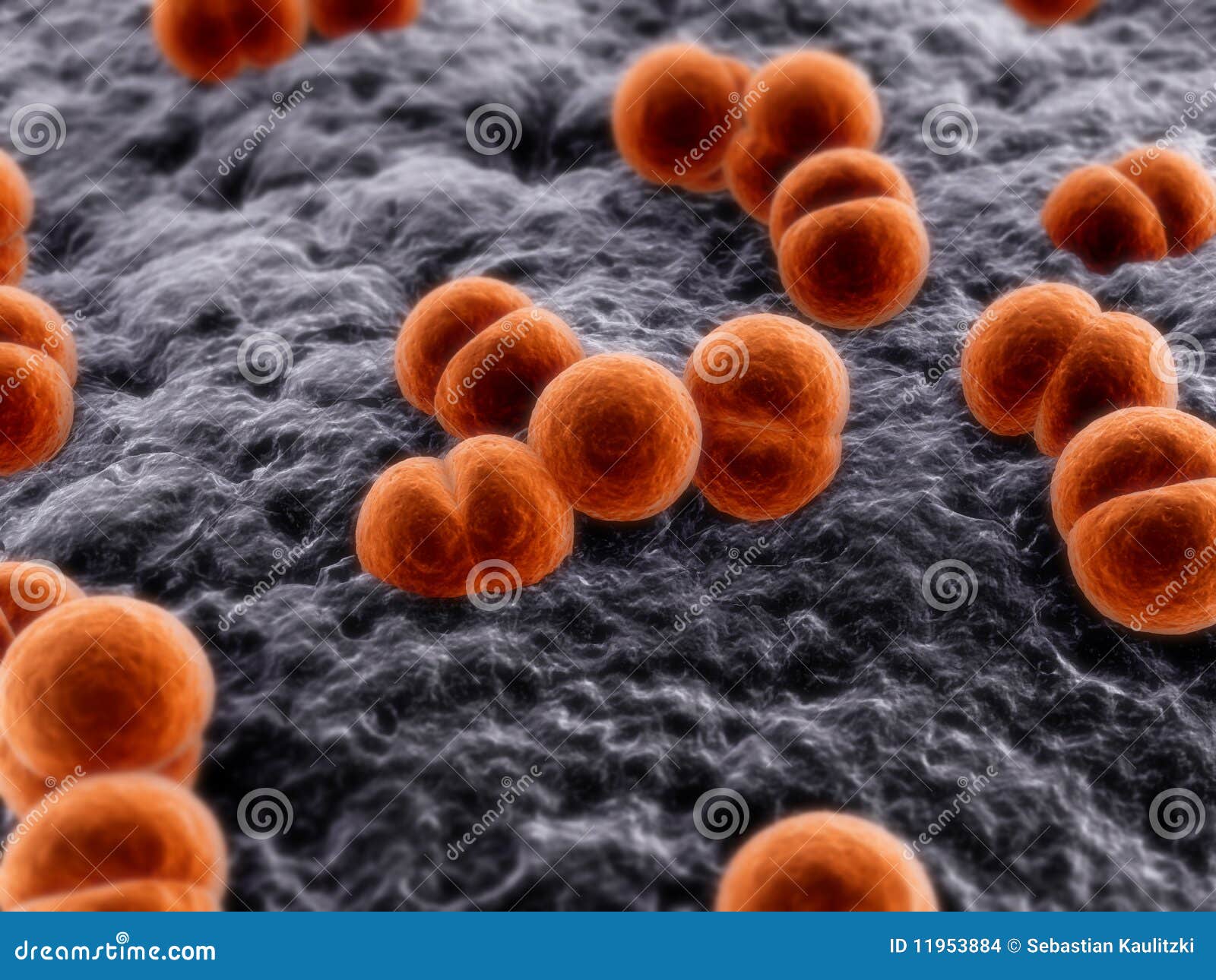 Meningococcus stock illustration. Illustration of medical - 11953884