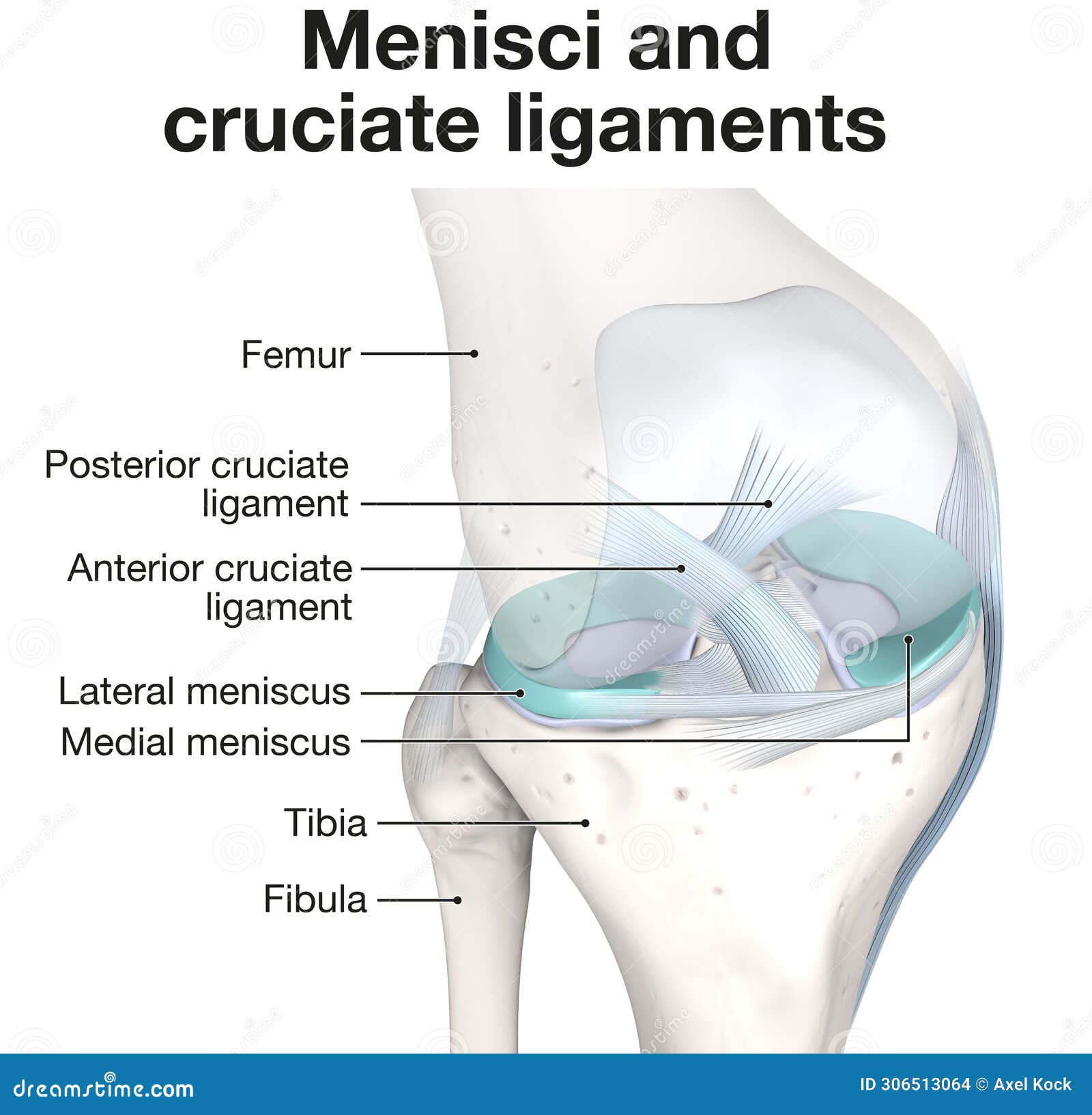 Menisci And Cruciate Ligaments. Anatomy. Labeled Illustration Royalty ...