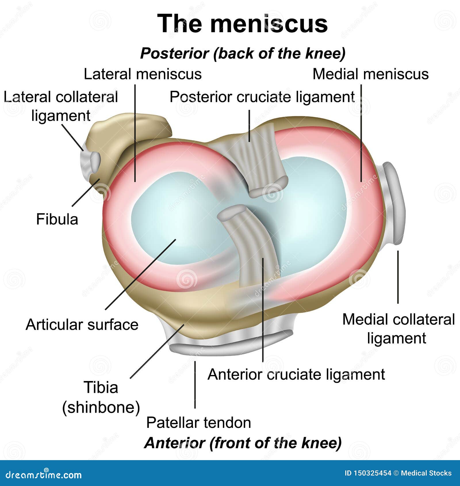 Meniscus Knee Anatomy Medical Vector Illustration Isolated on White ... Meniscus Knee Anatomy Medical Vector Illustration Isolated on White ...