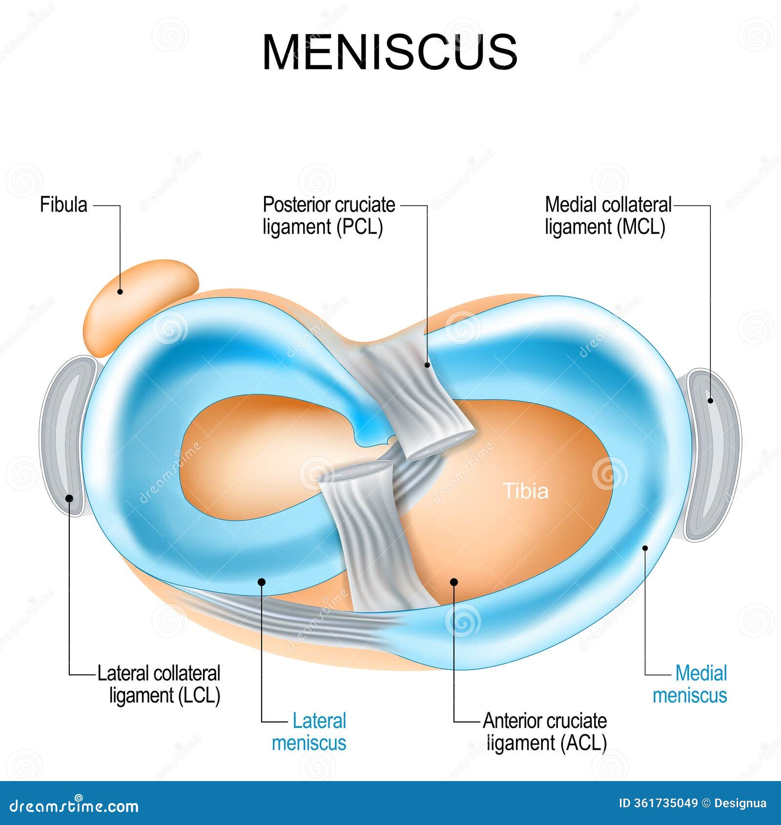Meniscus Structure. Knee Joint Anatomy Stock Vector - Illustration of ...