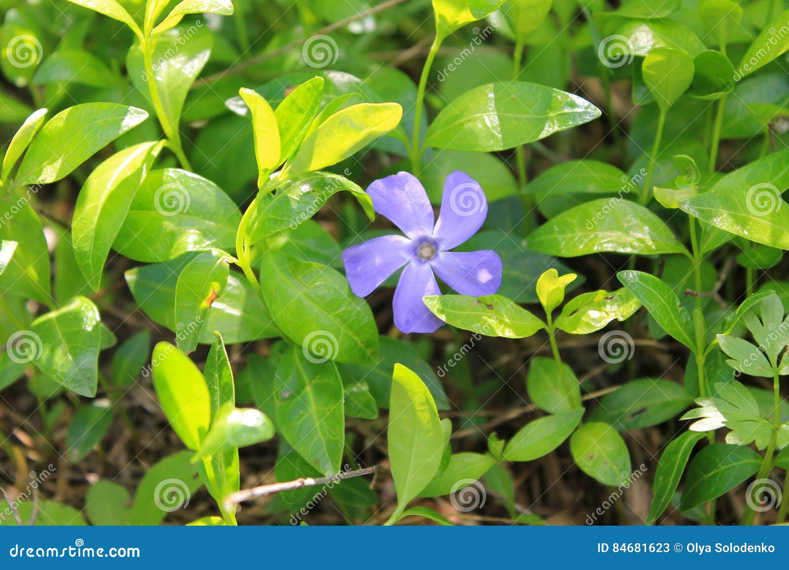 Menor Azul Do Vinca Da Pervinca Imagem de Stock - Imagem de brilhante ...