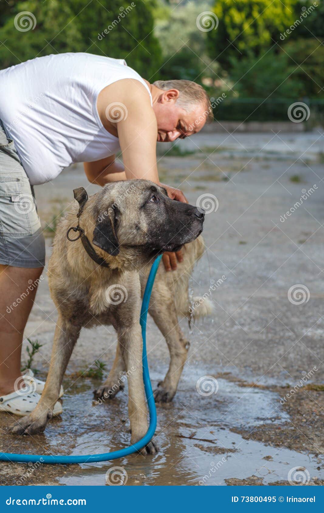 Mens en kangal hond stock afbeelding. Image of hond, mens - 73800495