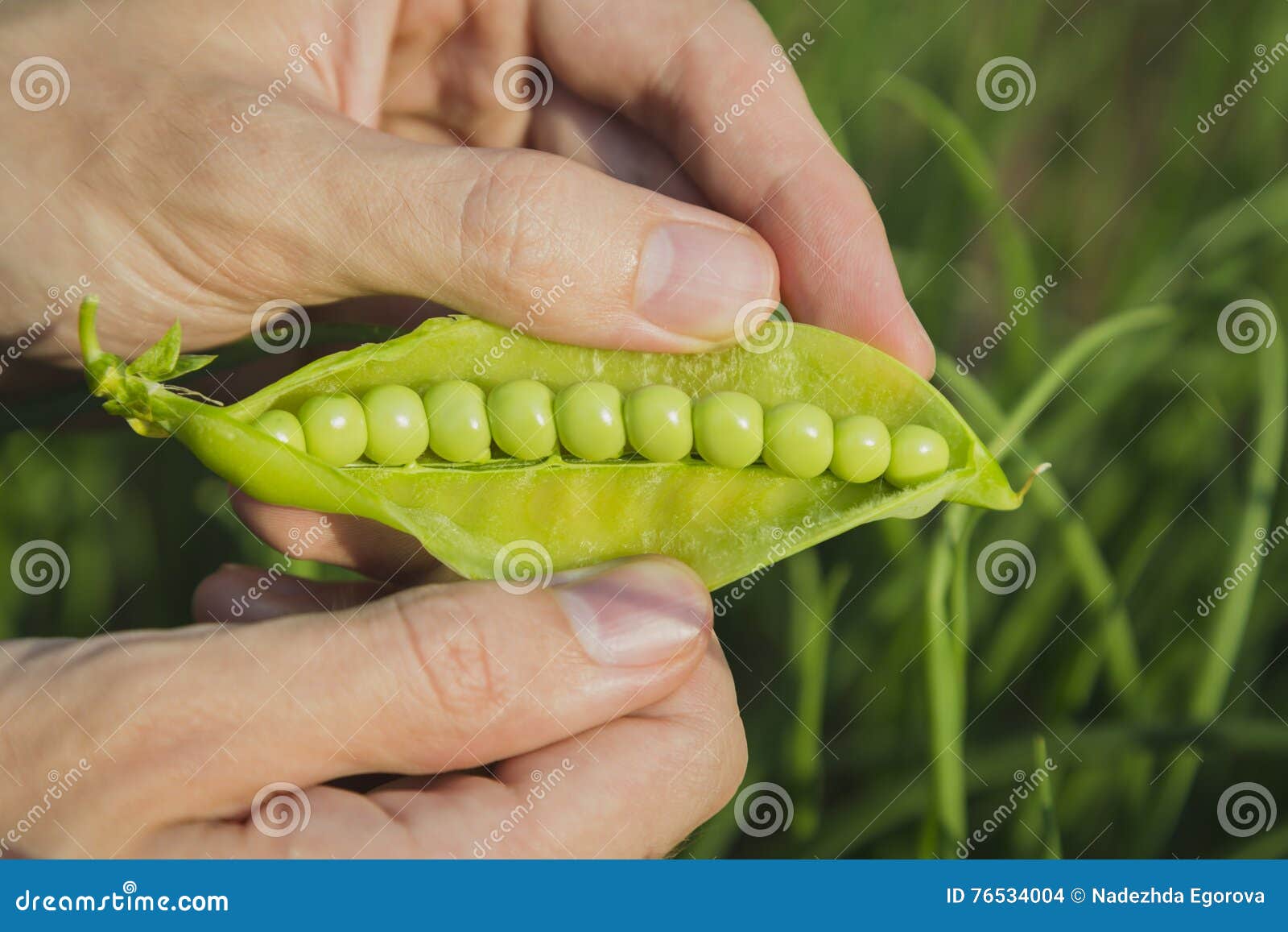 Mens Hands Hold One Pea Pod and Cracking it Stock Photo - Image of ...