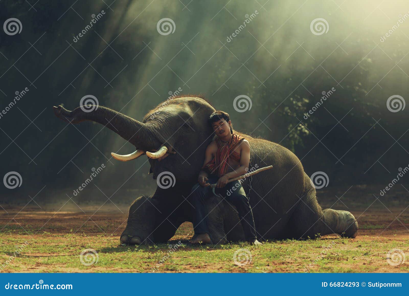 Mens met Olifant stock afbeelding. Image of familie, richting - 66824293