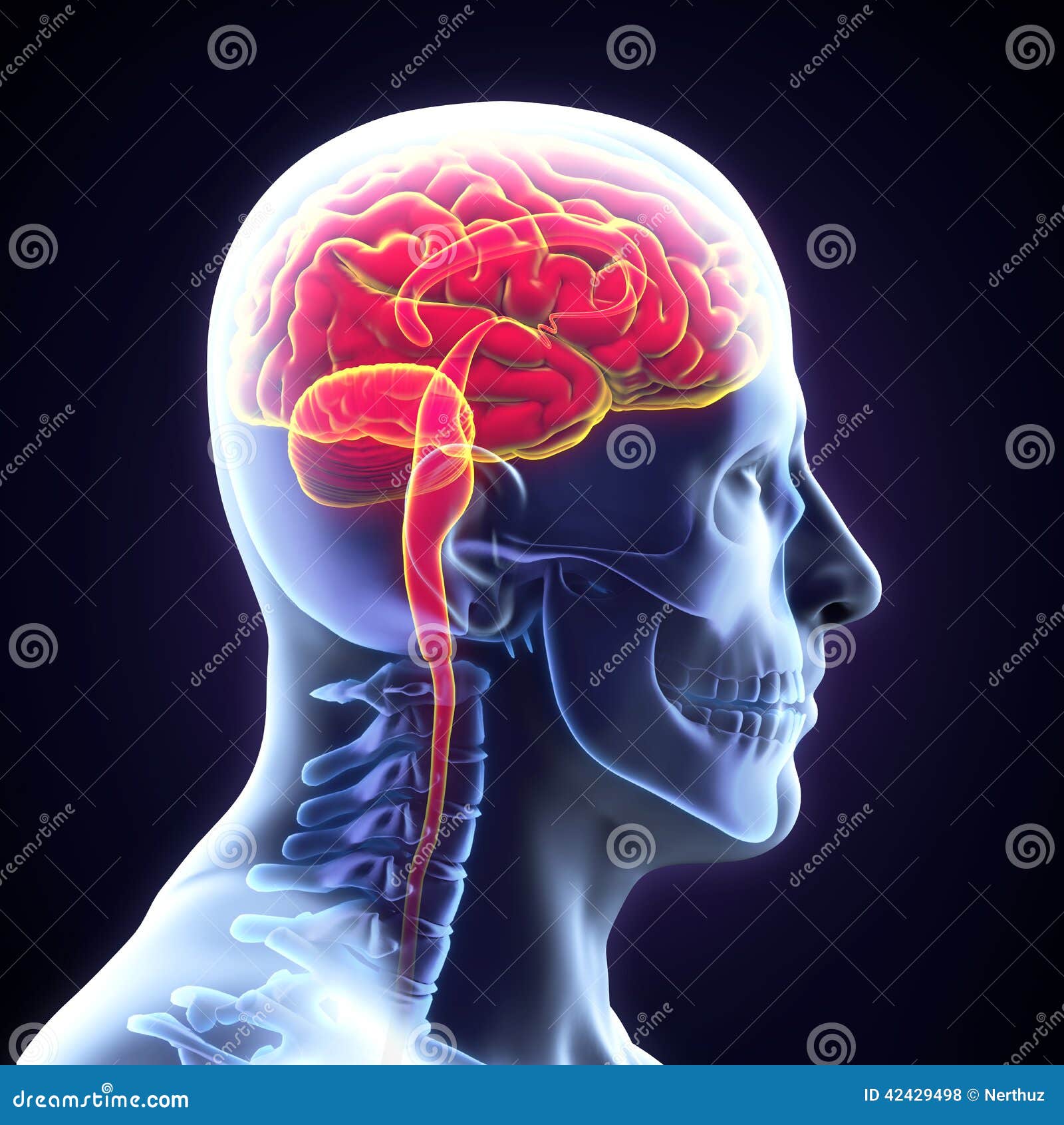 Mensch Brain Anatomy stock abbildung. Illustration von kleinhirn - 42429498 Mensch Brain Anatomy stock abbildung. Illustration von kleinhirn - 42429498
