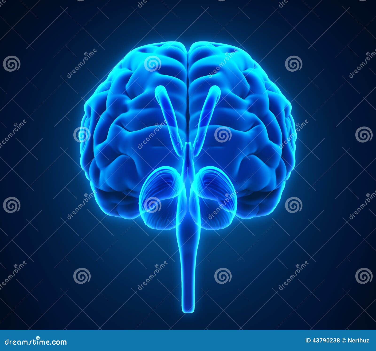 Mensch Brain Anatomy stock abbildung. Illustration von intellekt - 43790238 Mensch Brain Anatomy stock abbildung. Illustration von intellekt - 43790238