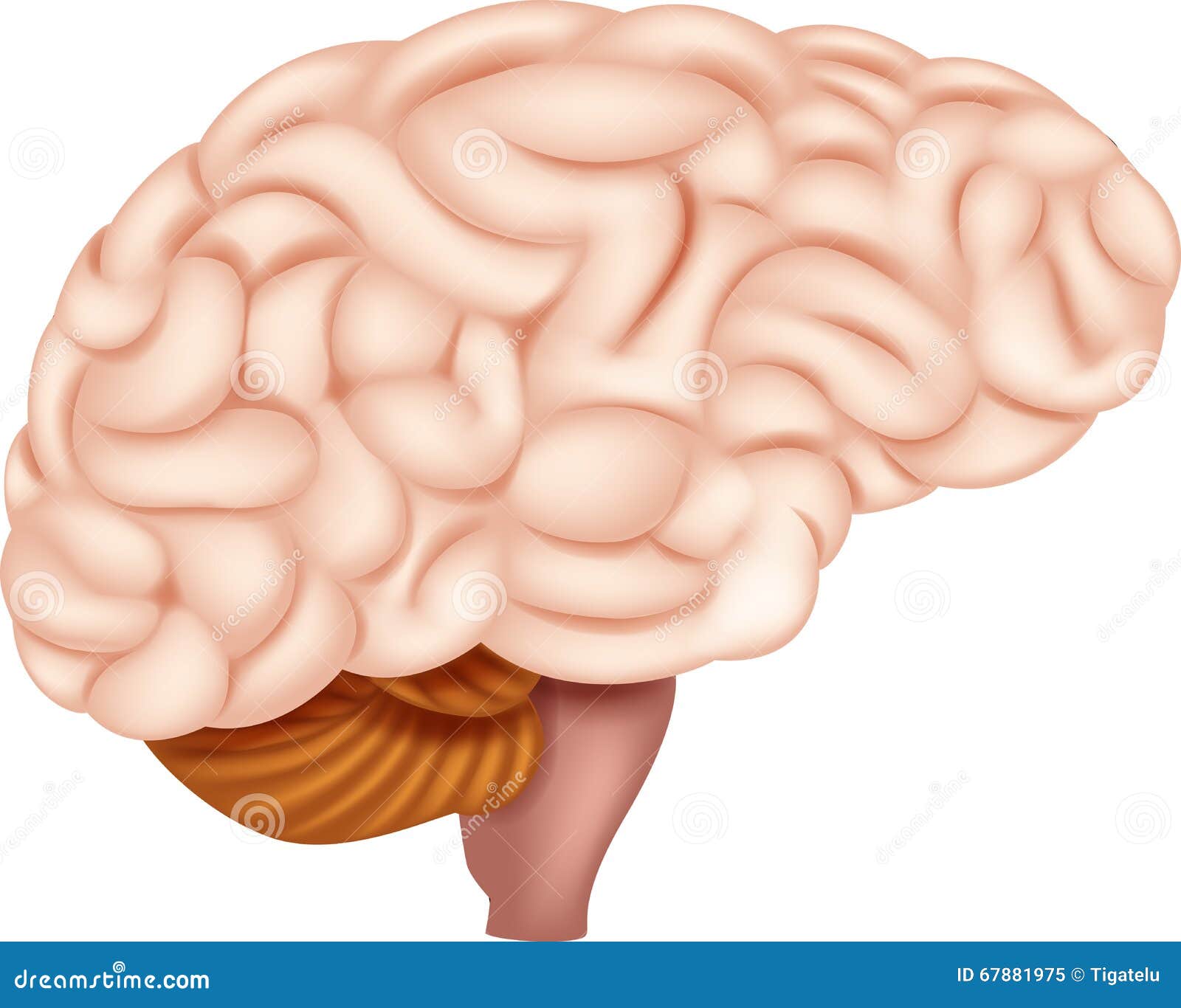 Mensch Brain Anatomy vektor abbildung. Illustration von menschlich ... Mensch Brain Anatomy vektor abbildung. Illustration von menschlich ...