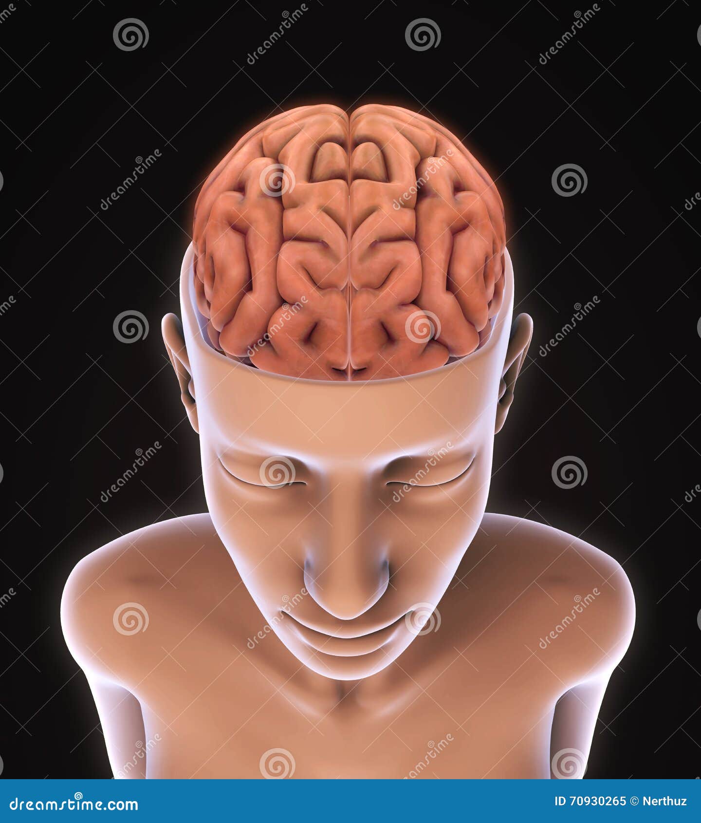 Mensch Brain Anatomy stock abbildung. Illustration von verstand - 70930265
