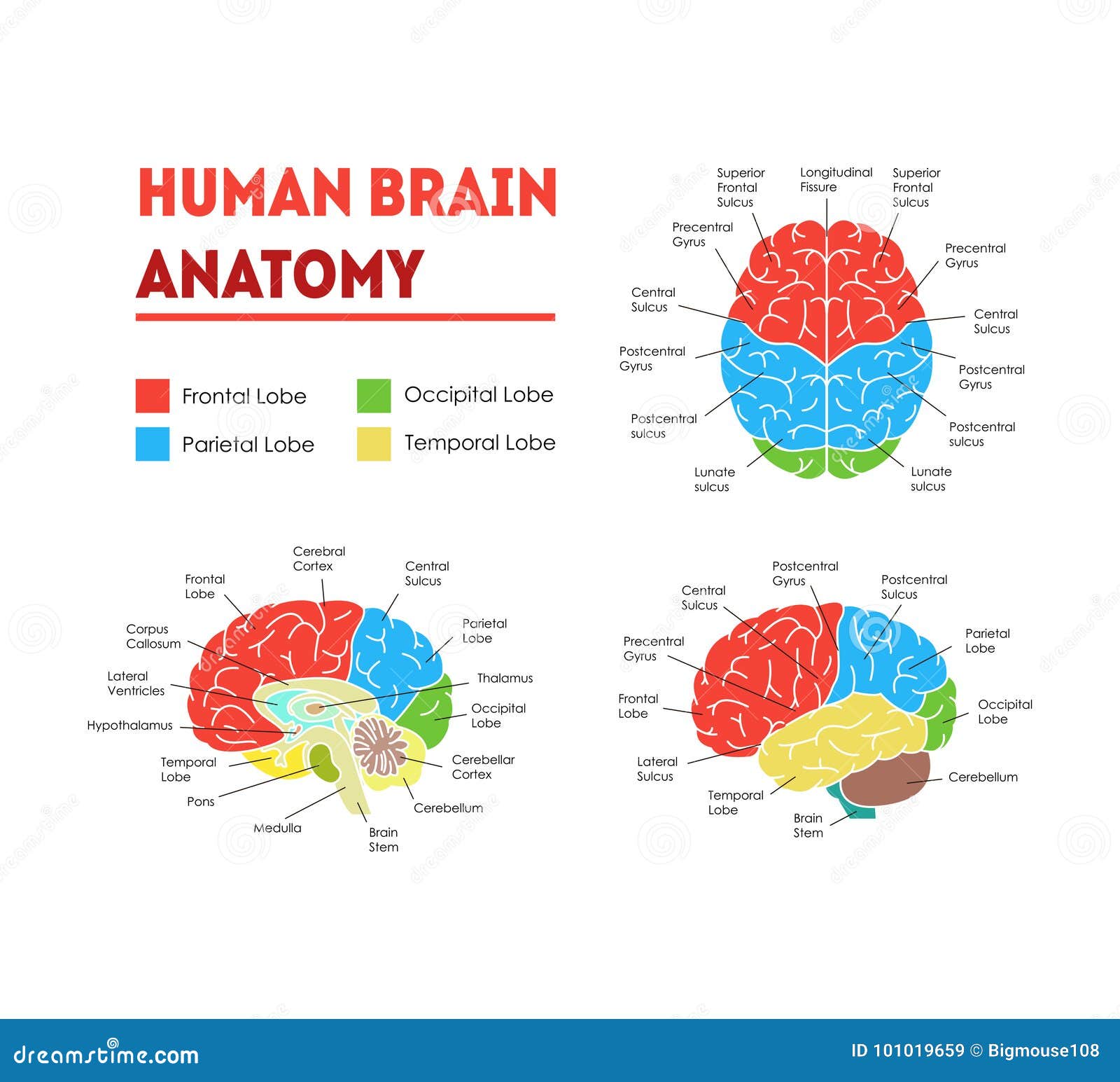 Mensch Brain Anatomy Card Poster Vektor Vektor Abbildung - Illustration ... Mensch Brain Anatomy Card Poster Vektor Vektor Abbildung - Illustration ...