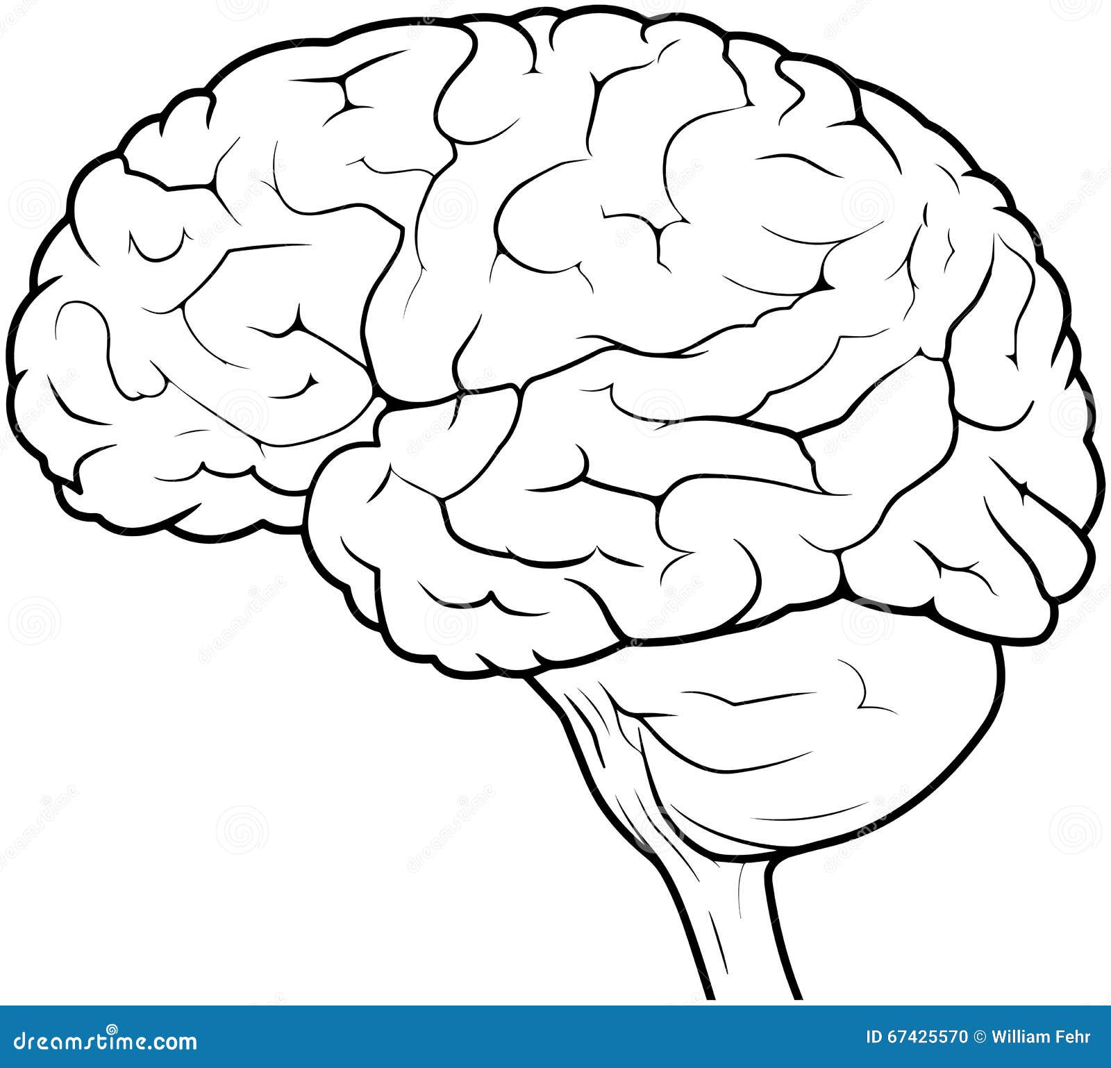 Mensch Brain Drawing stock abbildung. Illustration von technisch - 67425570 Mensch Brain Drawing stock abbildung. Illustration von technisch - 67425570