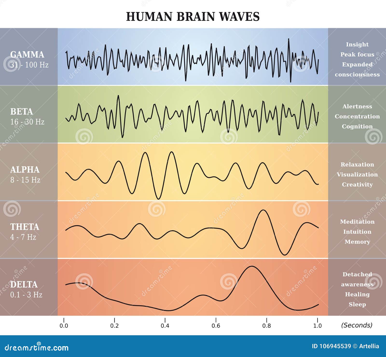 Mensch Brain Waves Diagram/Diagramm/Illustration Vektor Abbildung ... Mensch Brain Waves Diagram/Diagramm/Illustration Vektor Abbildung ...