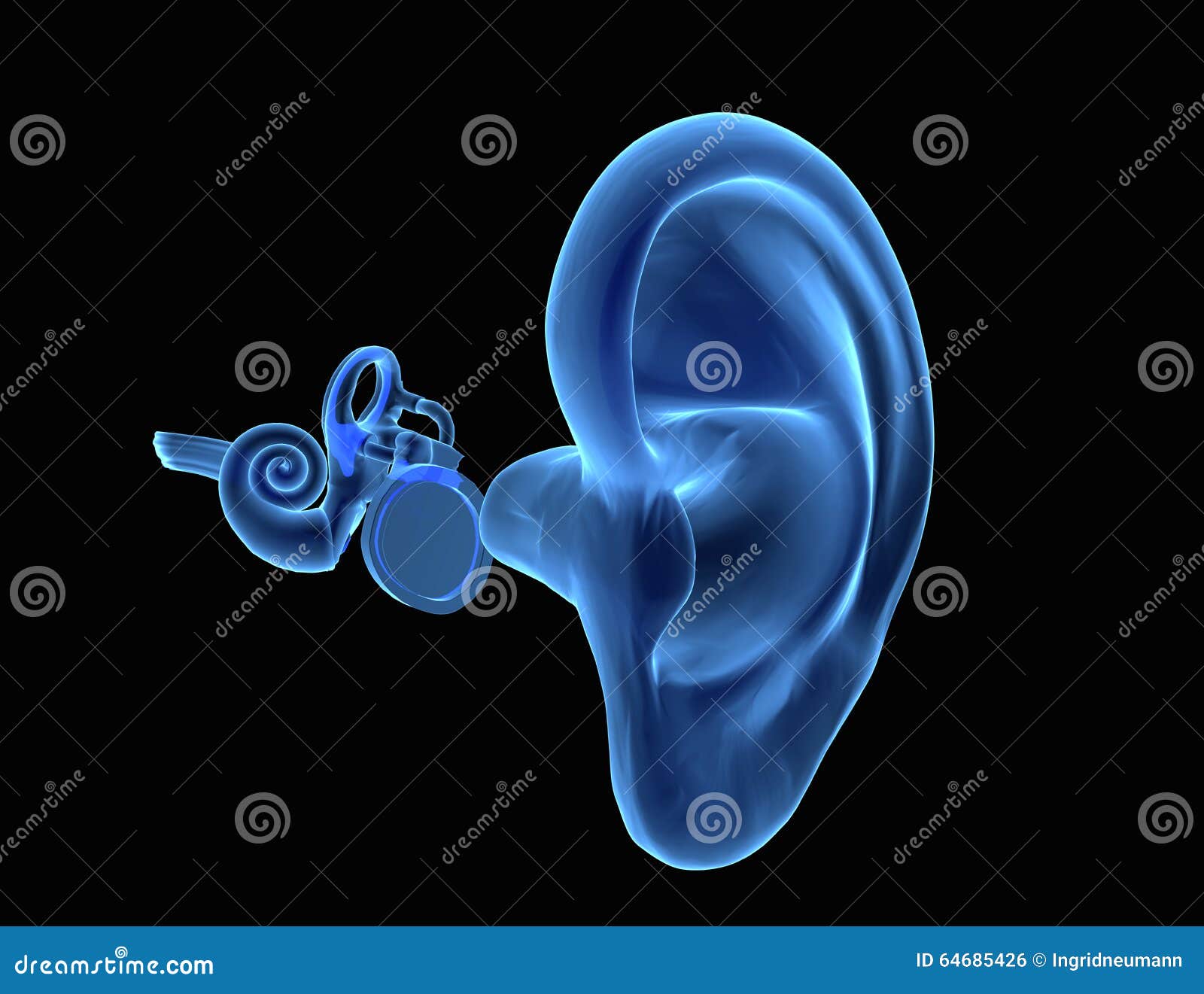 Menschliche Anatomie Des Ohrs 3D Stock Abbildung - Illustration von ...