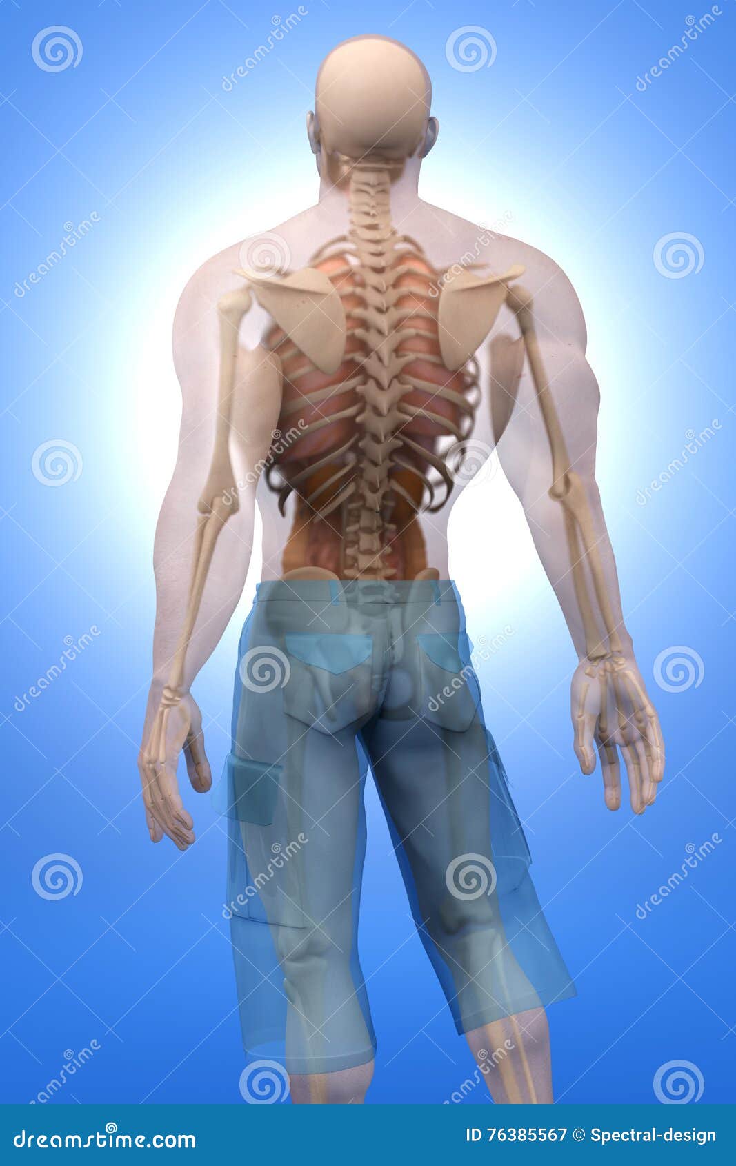 Menschliche Anatomiesichtbarmachung - Innere Organe Stock Abbildung ...