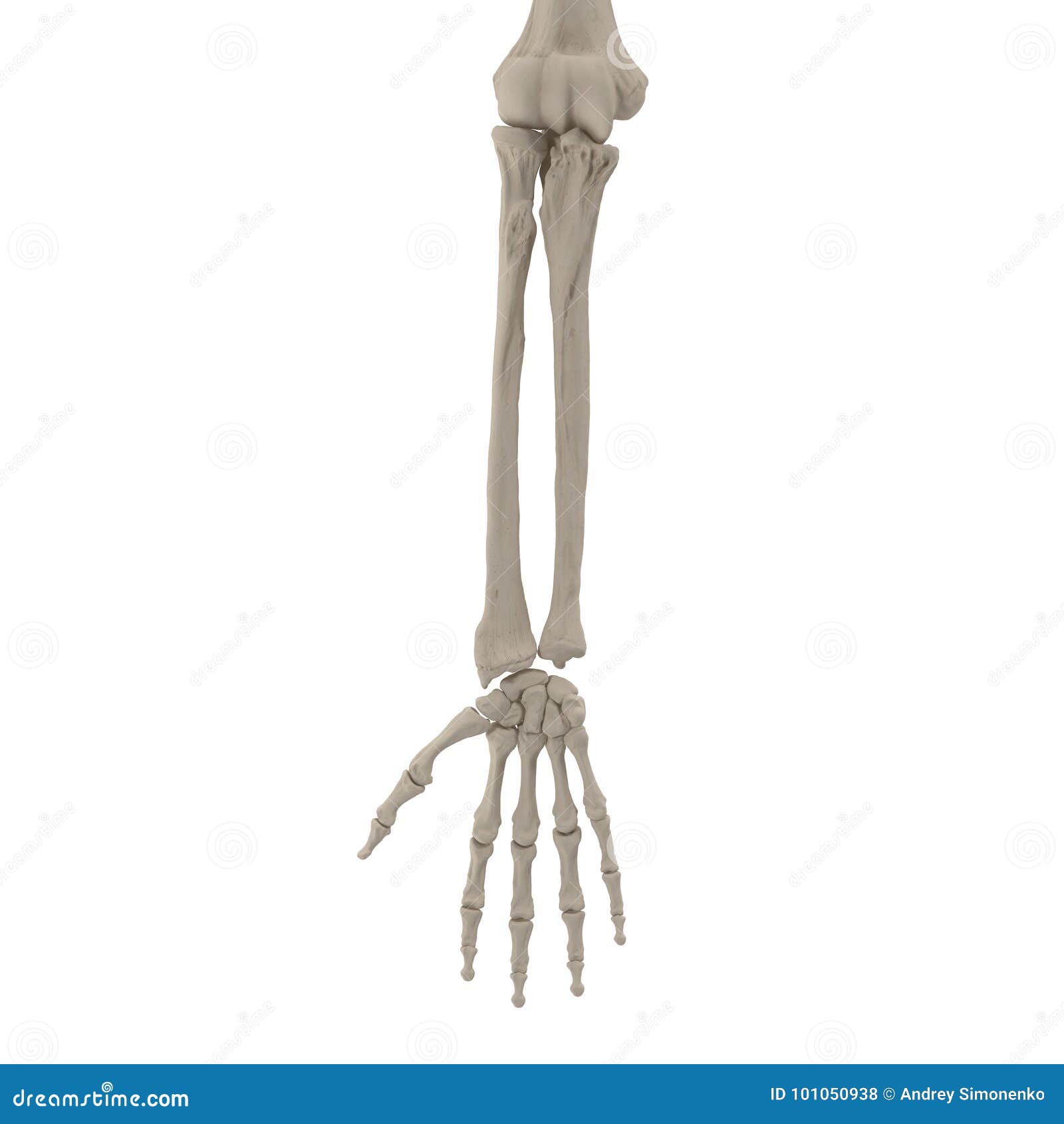 Menschliche Arm-Knochen Auf Weiß Abbildung 3D Stock Abbildung ...