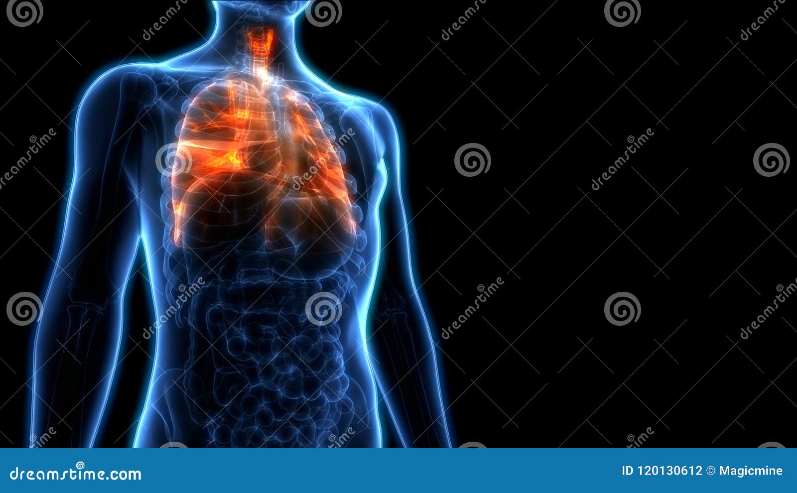 Menschliche Atmungssystem-Lunge-Anatomie Stock Abbildung - Illustration ...