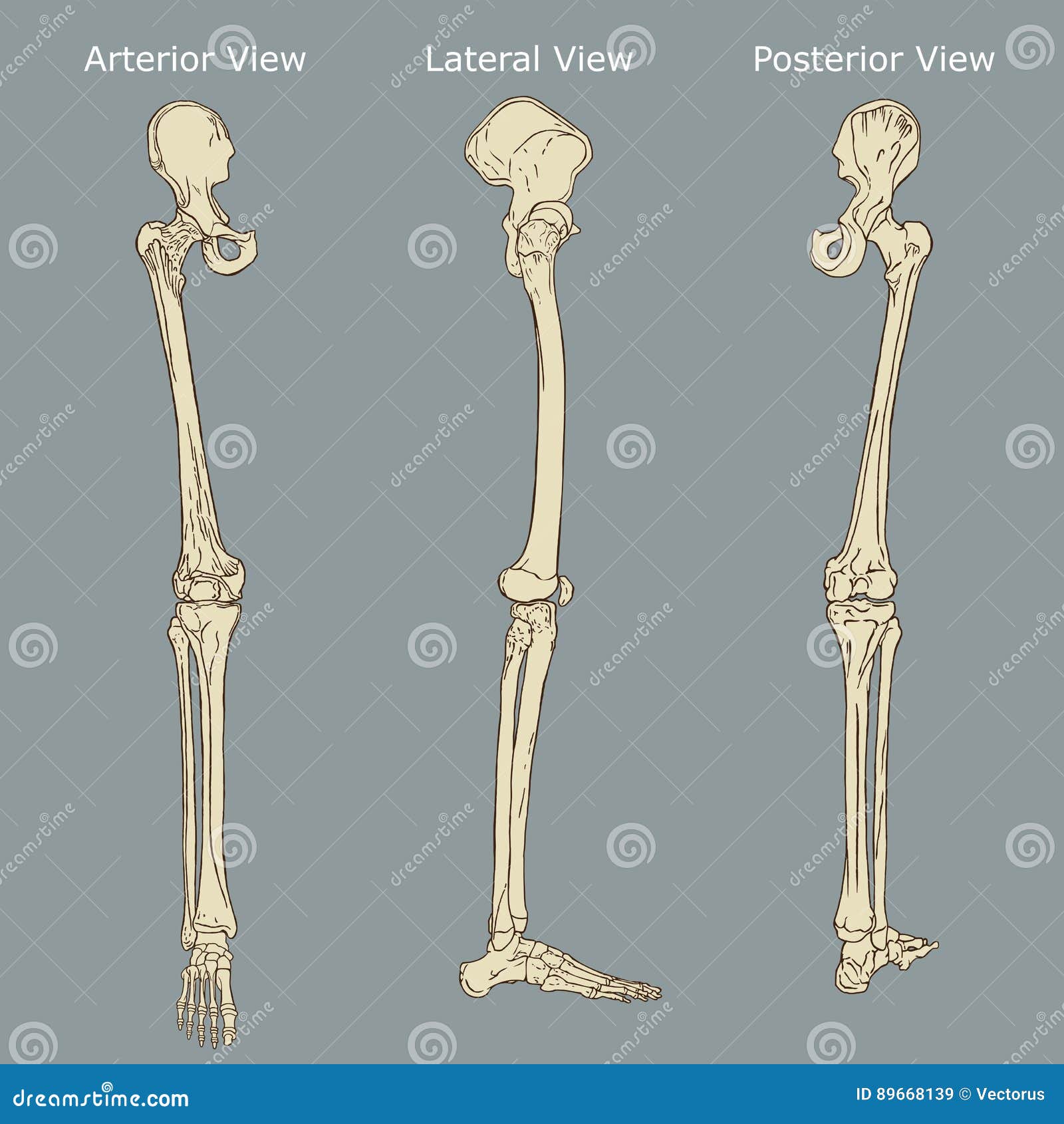 Menschliche Bein-Anatomie vektor abbildung. Illustration von abbildung ...