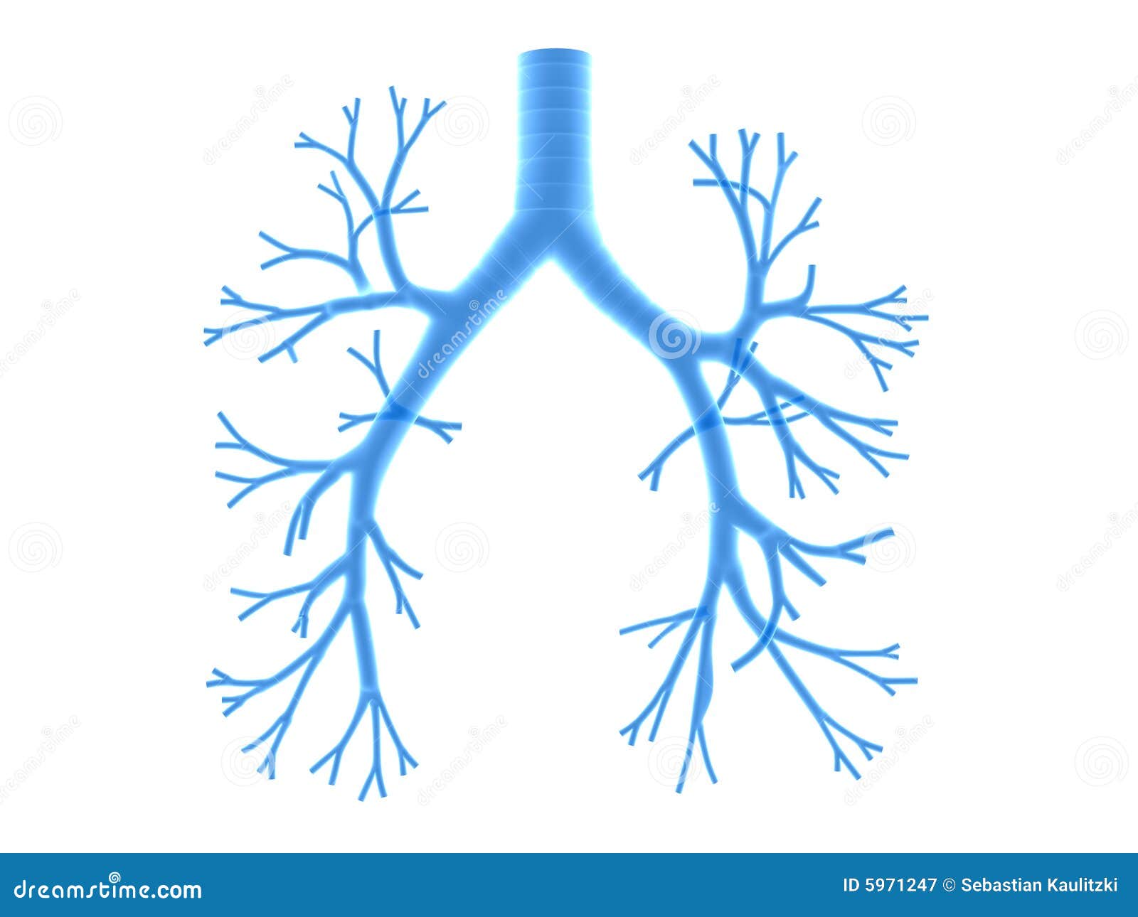 Menschliche Bronchien stock abbildung. Illustration von gesund - 5971247