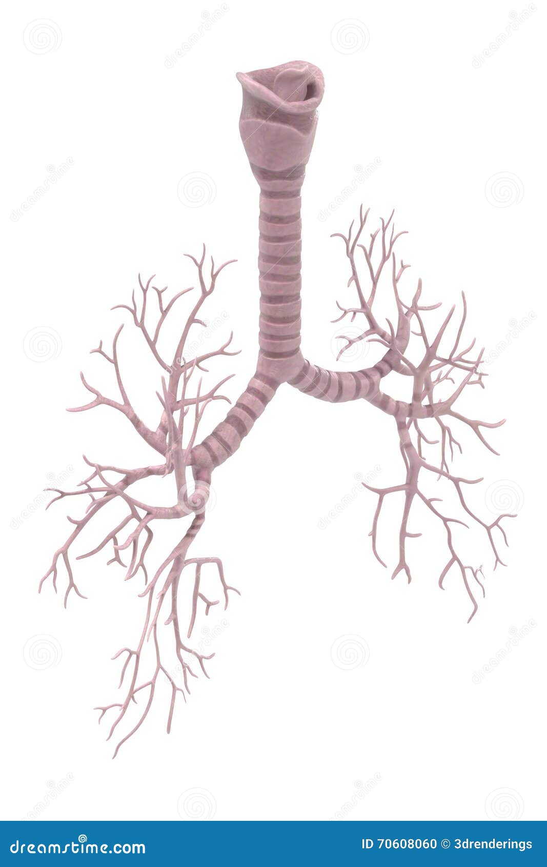 Menschliche Bronchien stock abbildung. Illustration von medizinisch ...