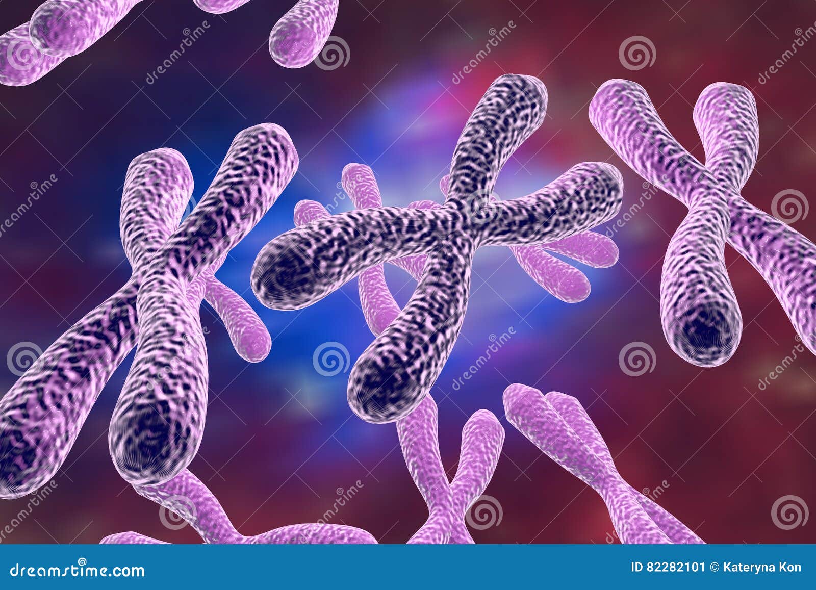 Menschliche Chromosomen, Illustration Stock Abbildung - Illustration ...