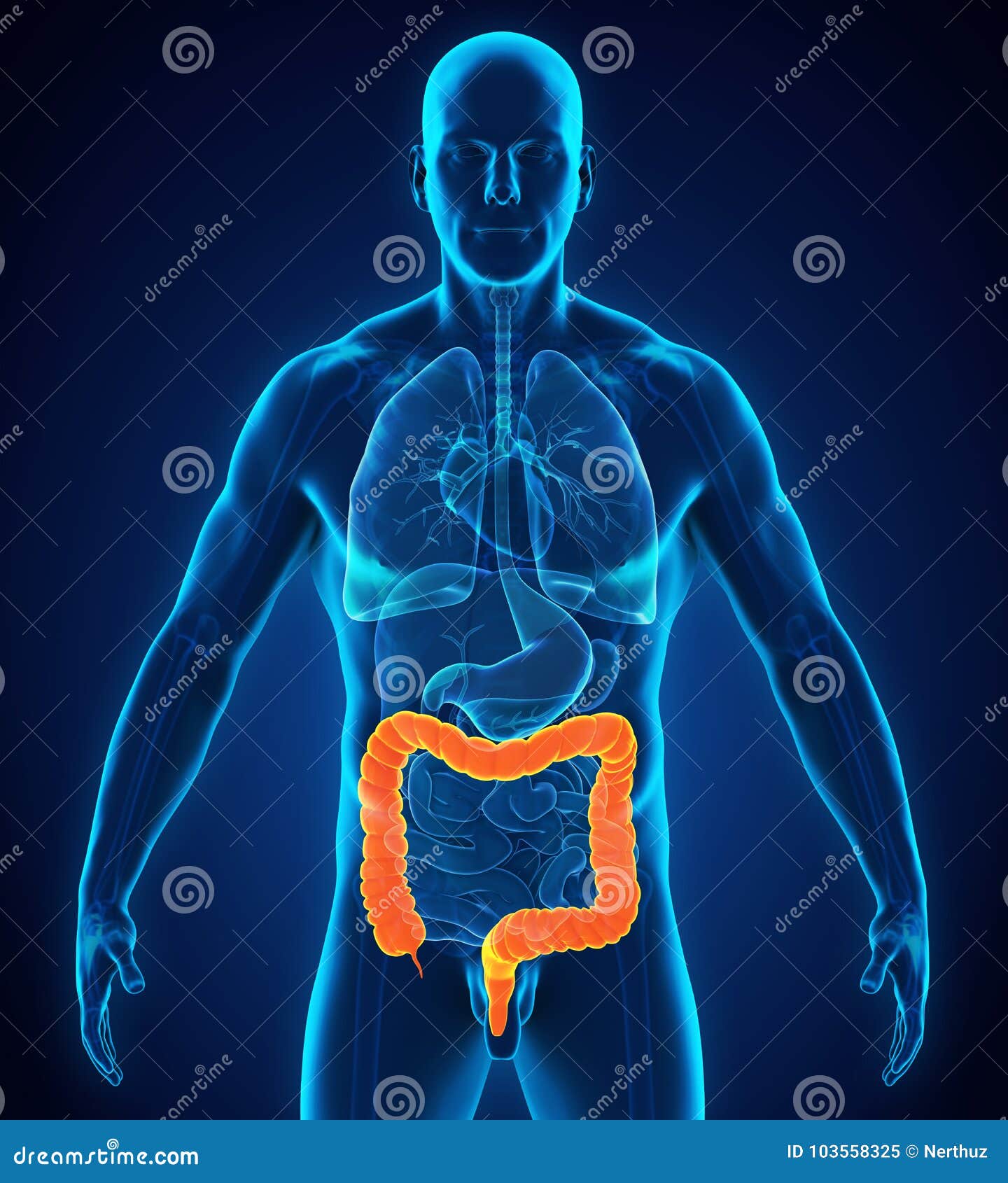 Menschliche Doppelpunkt-Anatomie Stock Abbildung - Illustration von ...