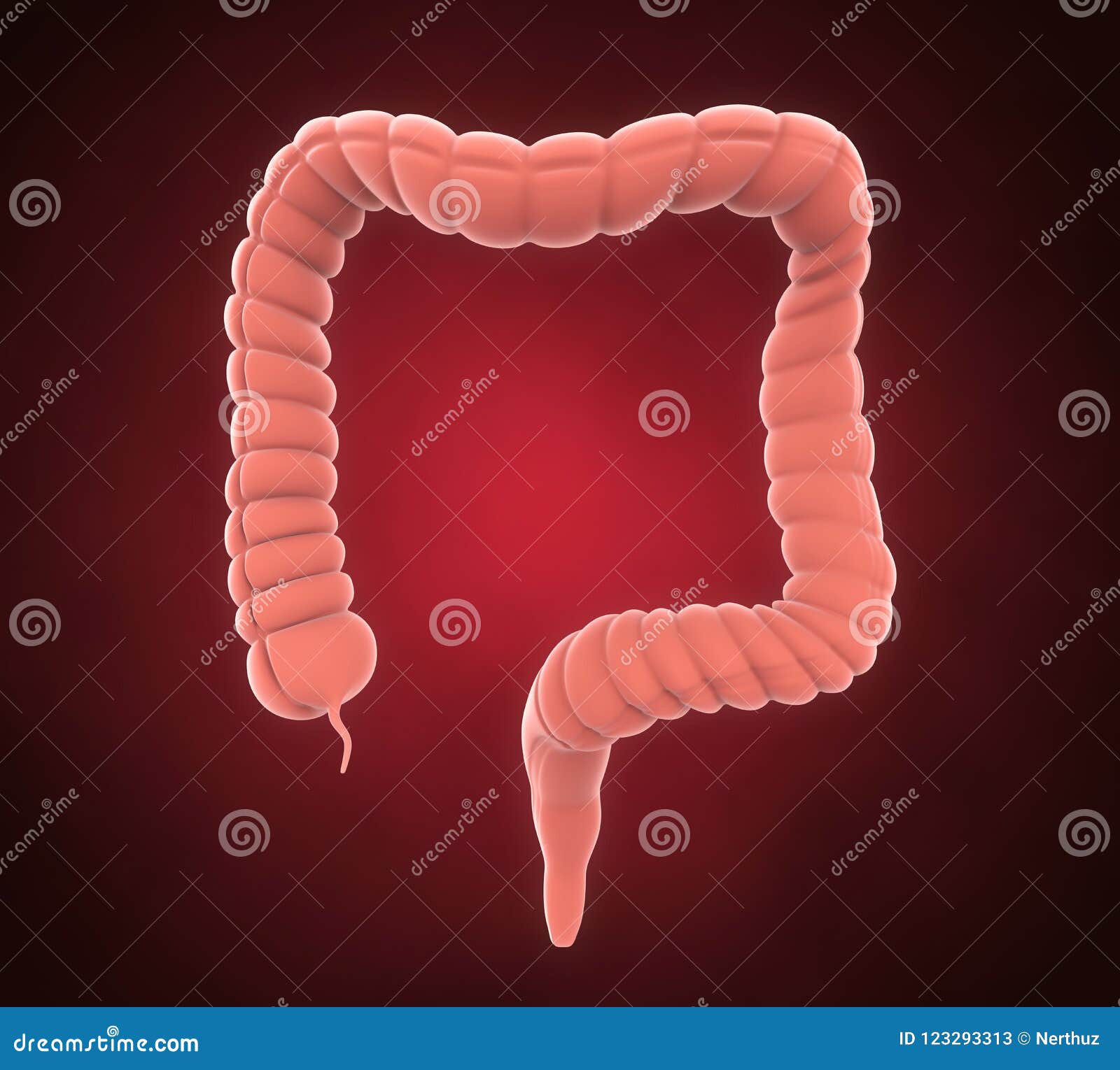 Menschliche Doppelpunkt-Anatomie Stock Abbildung - Illustration von ...