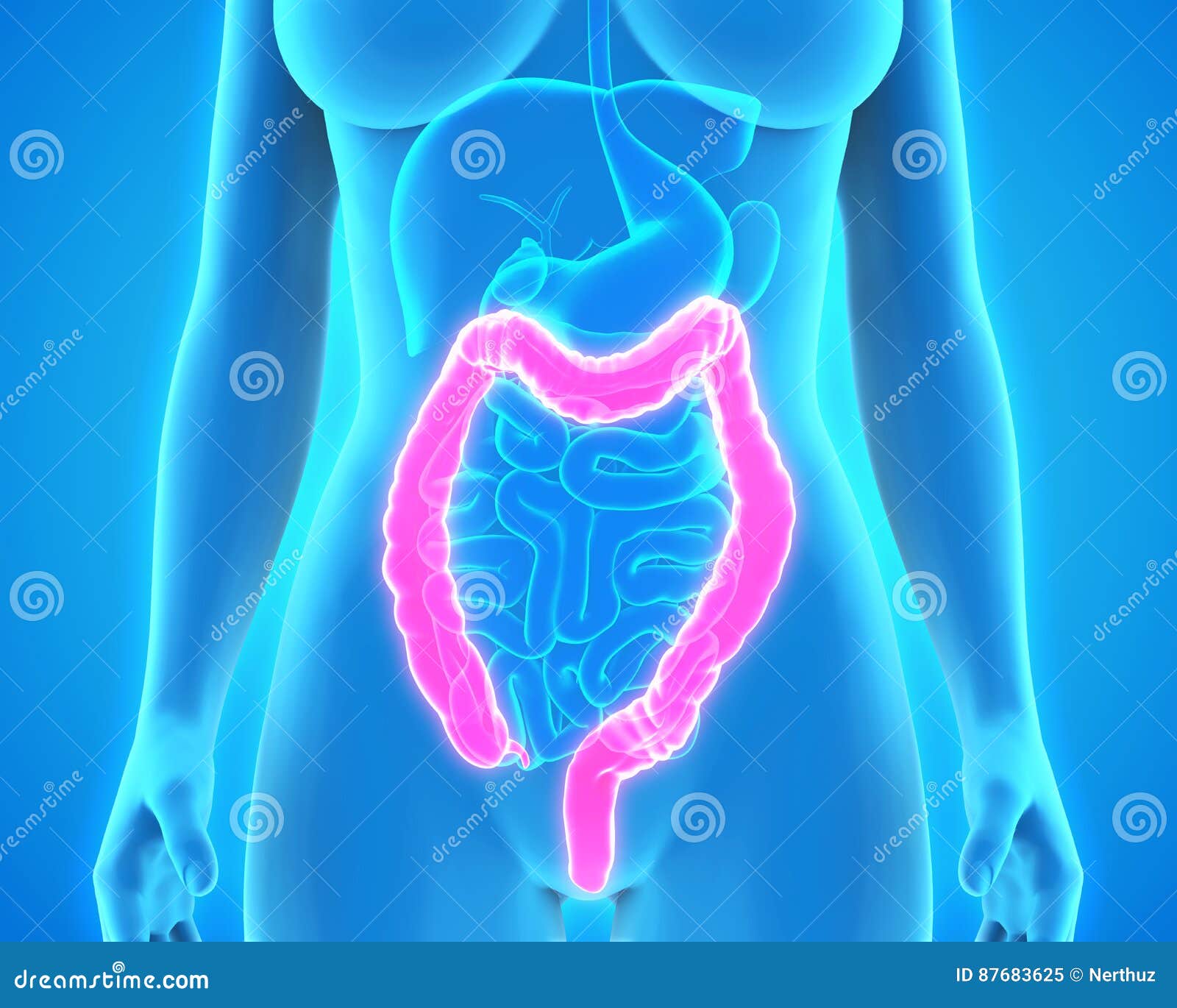 Menschliche Doppelpunkt-Anatomie Stock Abbildung - Illustration von ...