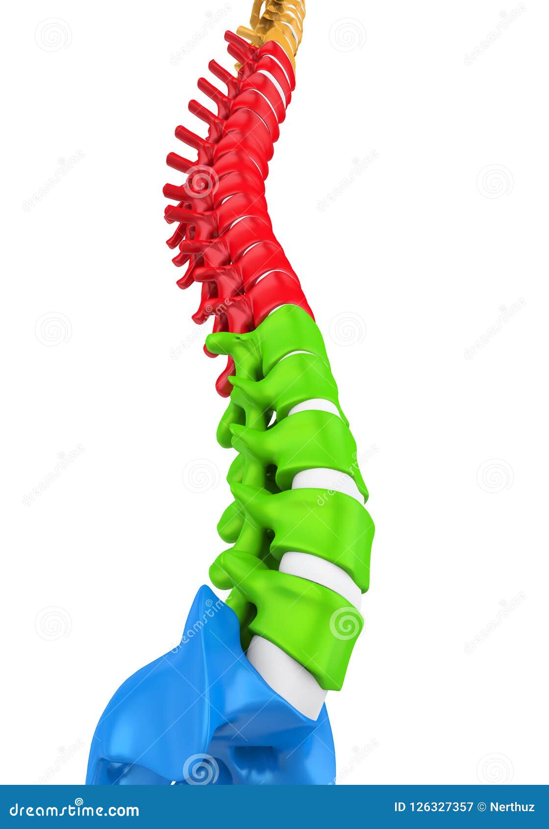 Menschliche Dorn-Anatomie-Illustration Stock Abbildung - Illustration ...