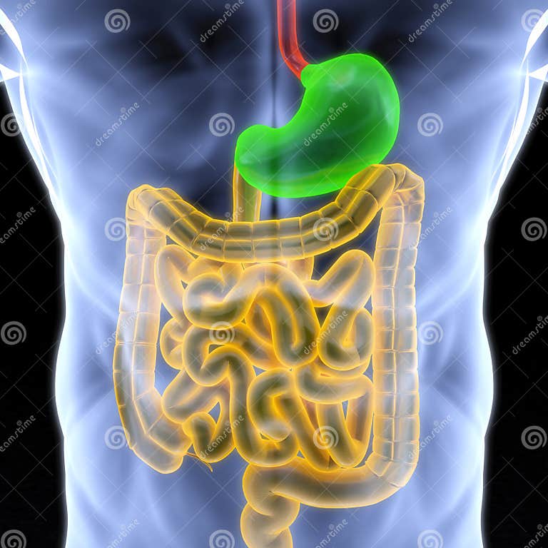 Menschliche Eingeweide stock abbildung. Illustration von doktor - 13379704