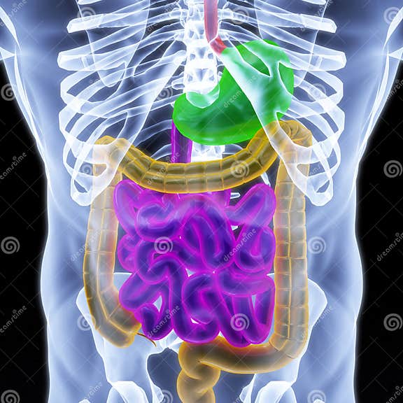 Menschliche Eingeweide stock abbildung. Illustration von behandlung ...
