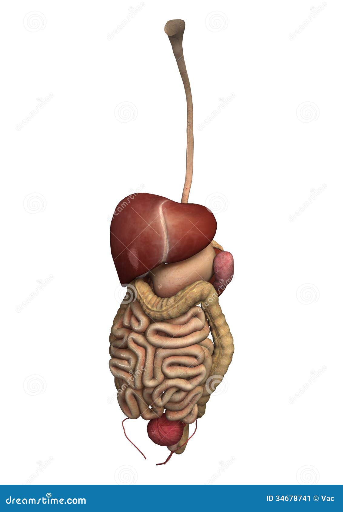Menschliche Eingeweide stock abbildung. Illustration von männer - 34678741