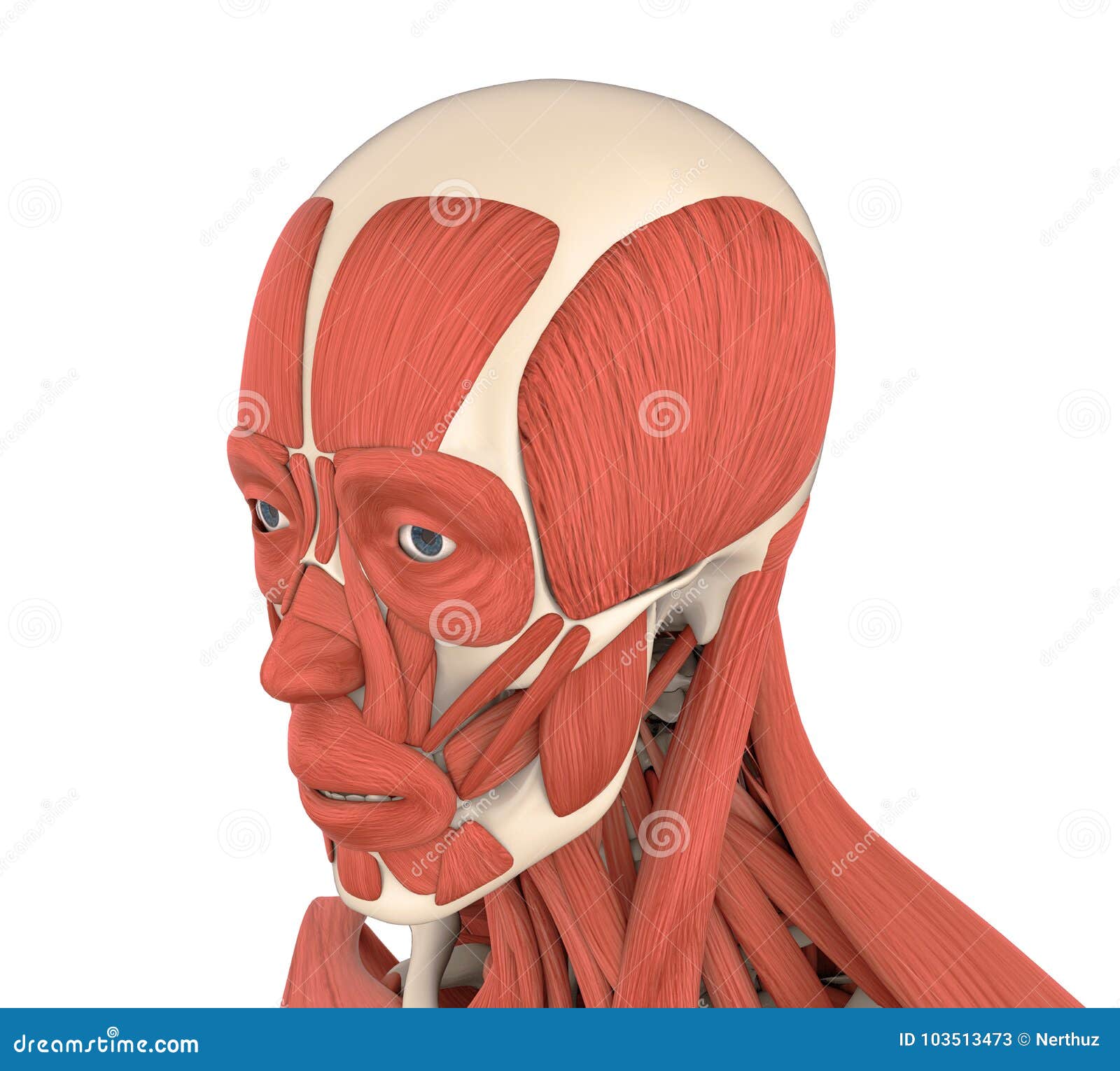 Menschliche Gesichtsmuskel-Anatomie Stock Abbildung - Illustration von ...