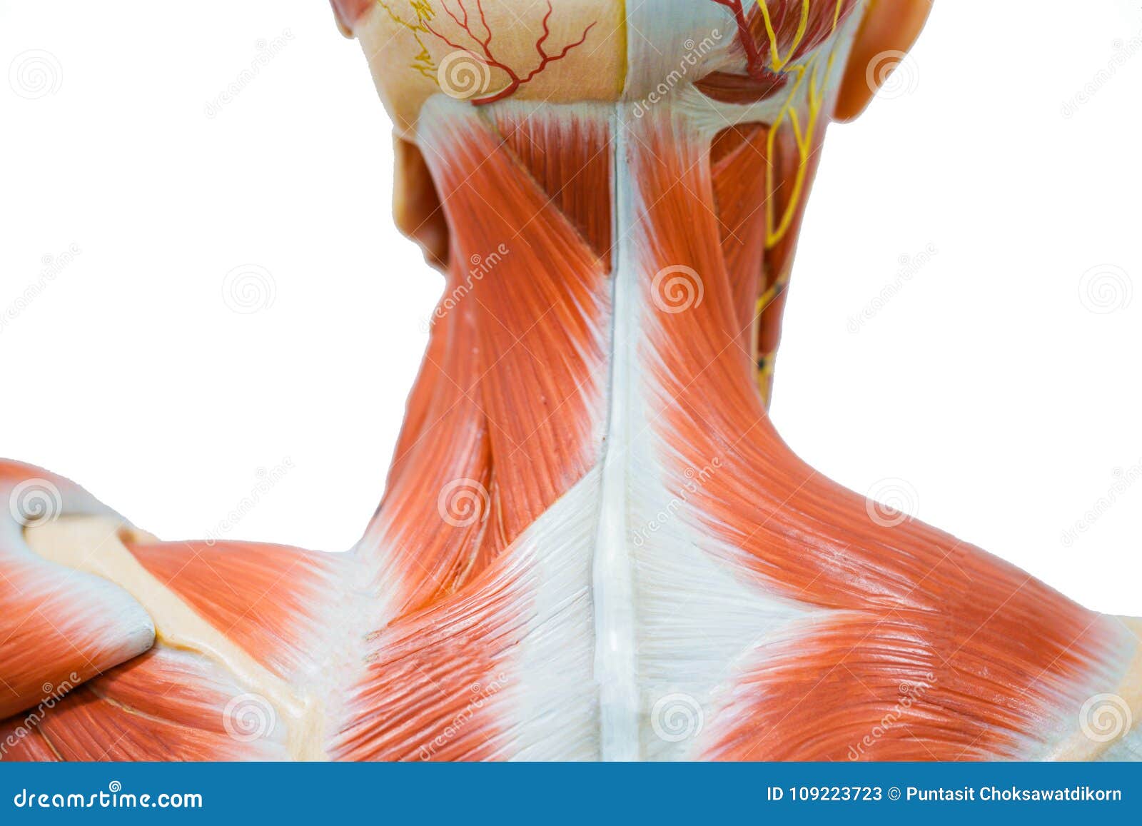 Menschliche Halsmuskelanatomie Stockbild - Bild von menschlich ...