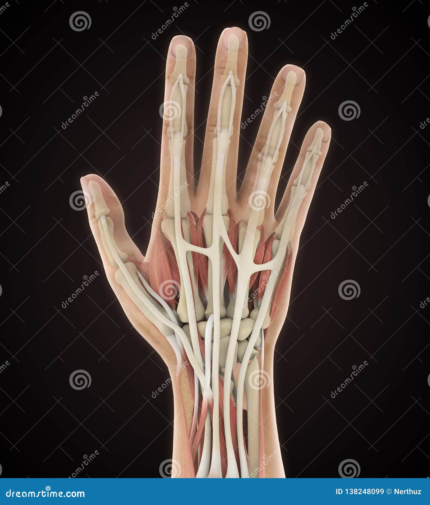 Menschliche Handanatomie-Illustration Stock Abbildung - Illustration ...
